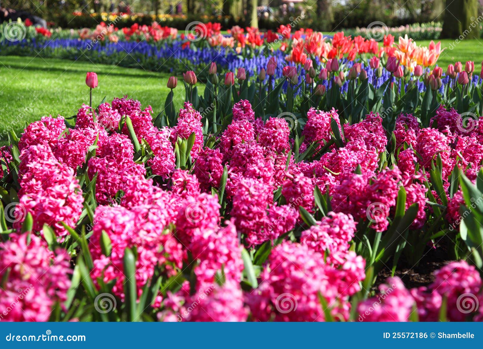 Beautiful Blooming Spring Garden Stock Photo - Image of garden, petal ...
