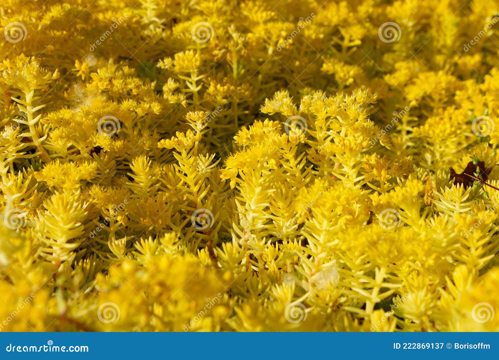 Beautiful Blooming Stonecrop Stock Image - Image of macro, natural ...