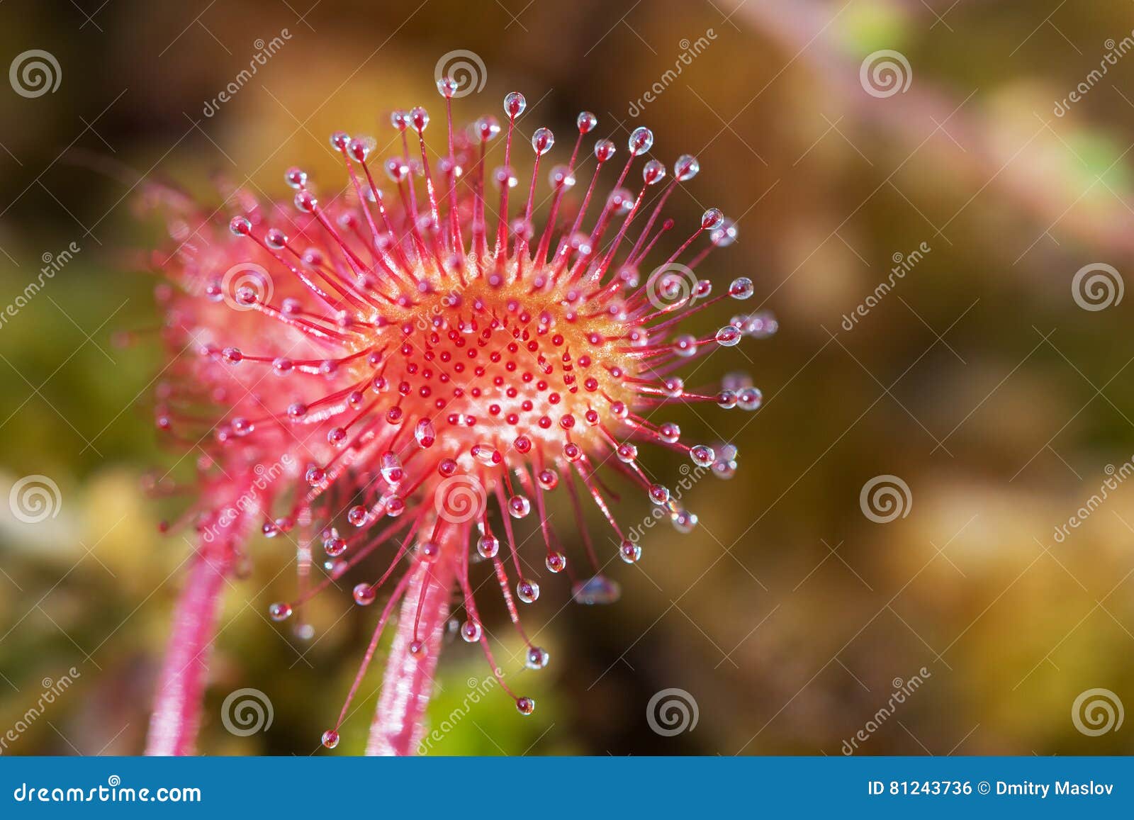 Beautiful blooming sundew stock photo. Image of small - 81243736