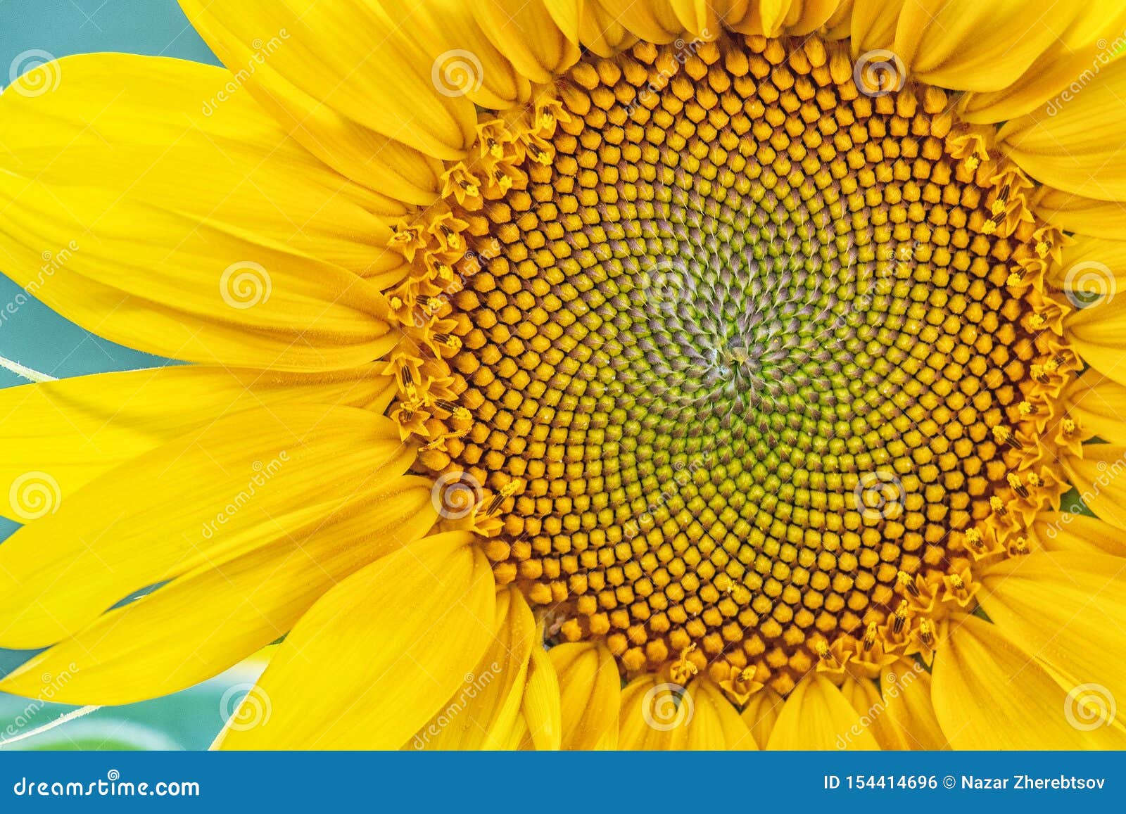 Beautiful Blooming Sunflower Close-up. Top View Stock Photo - Image of ...