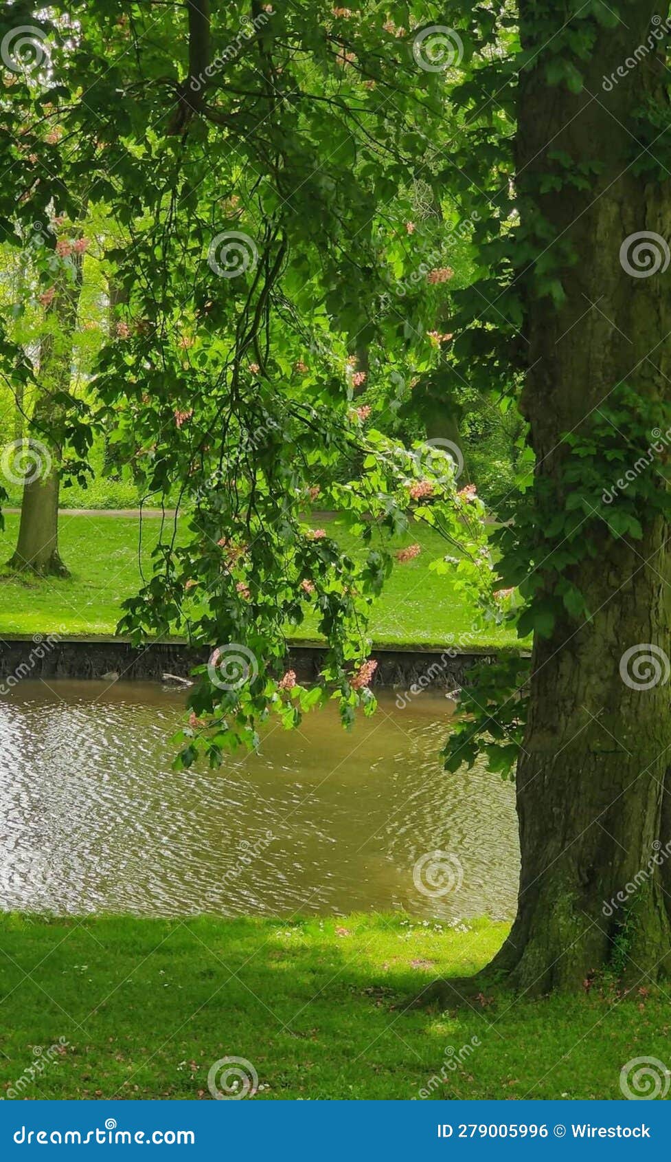 A Beautiful Blooming Tree by the River Stock Photo - Image of spring ...