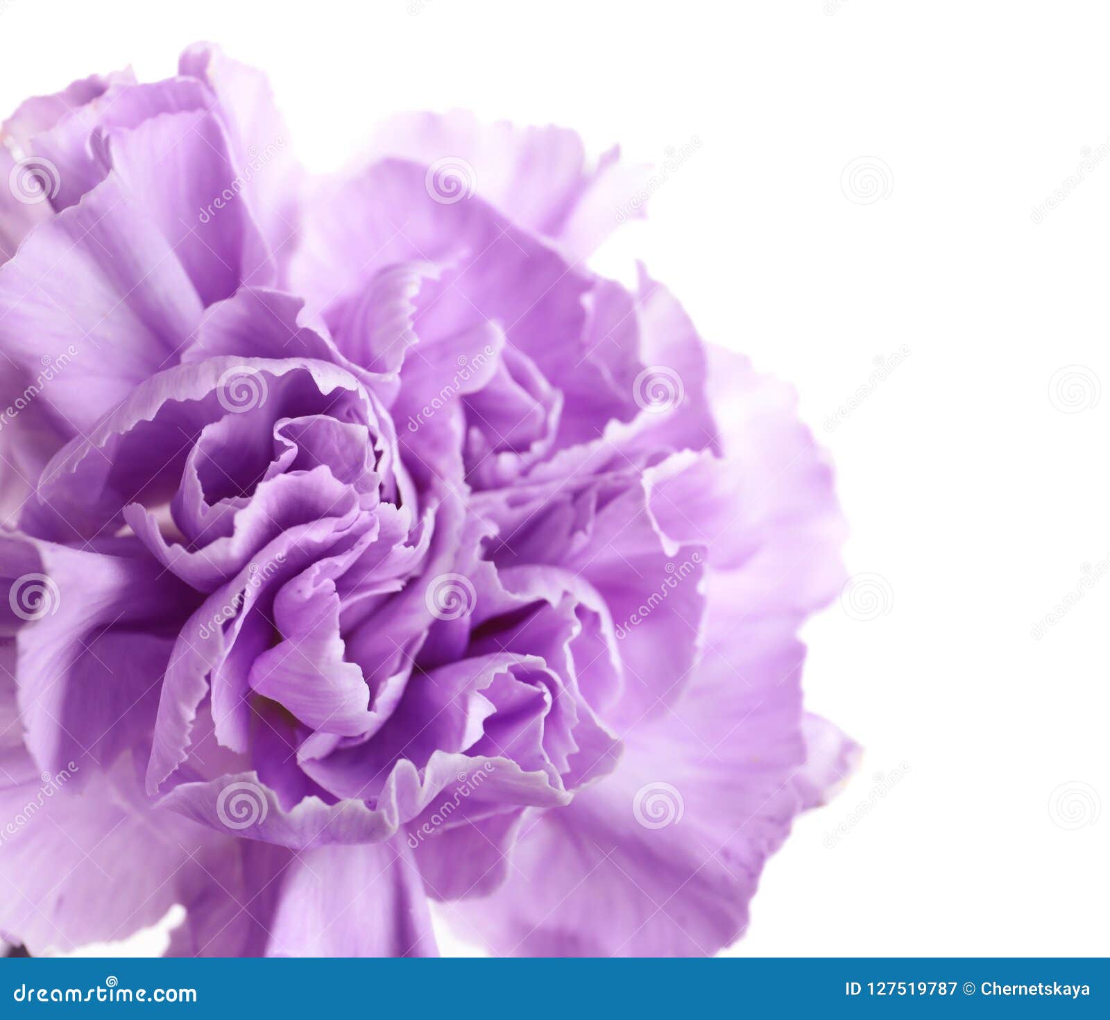 Beautiful Blooming Violet Carnation Stock Image - Image of celebration ...