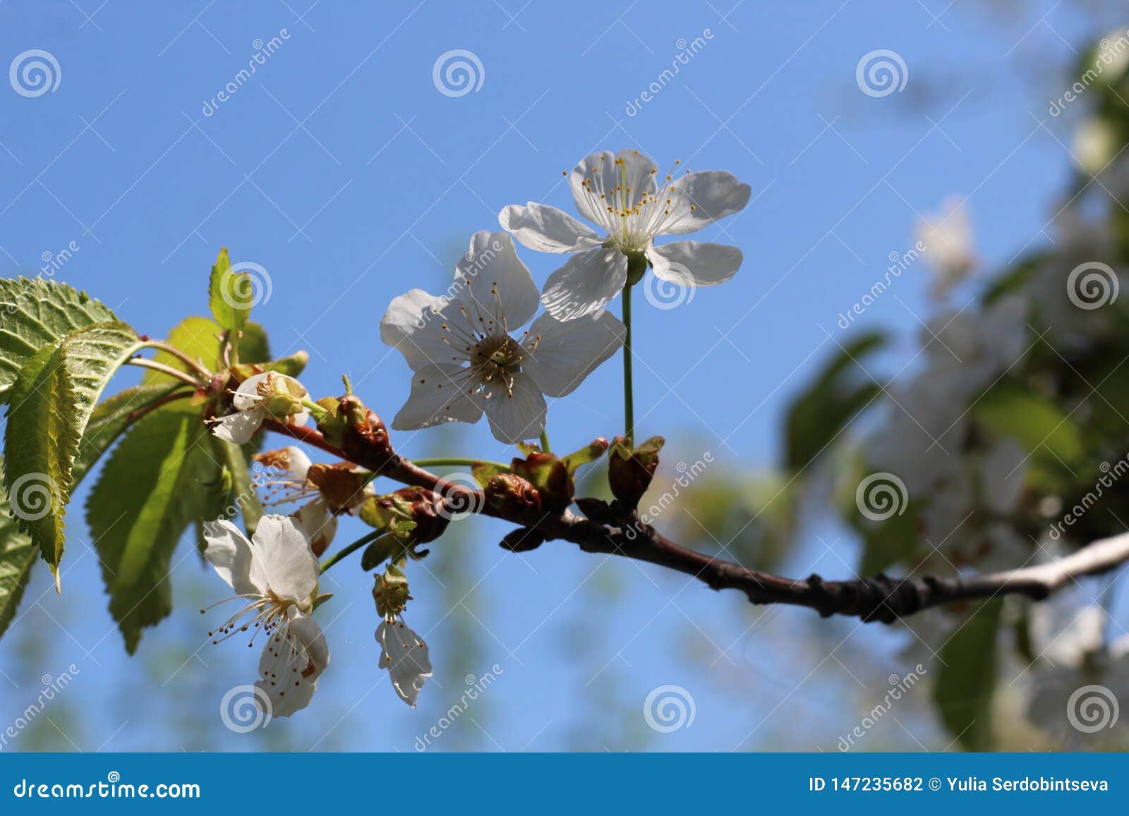 Beautiful Blooming White Big Flowers Tree Branch on Blue Sky Background ...