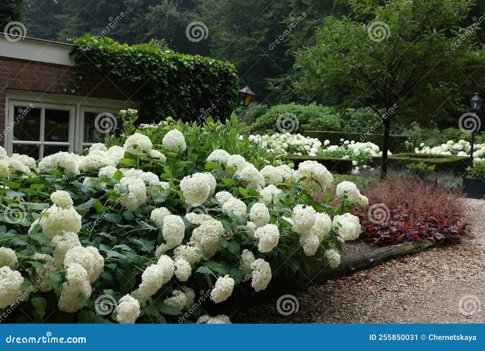 Beautiful Blooming White Hydrangeas in Front Yard of House. Landscape ...