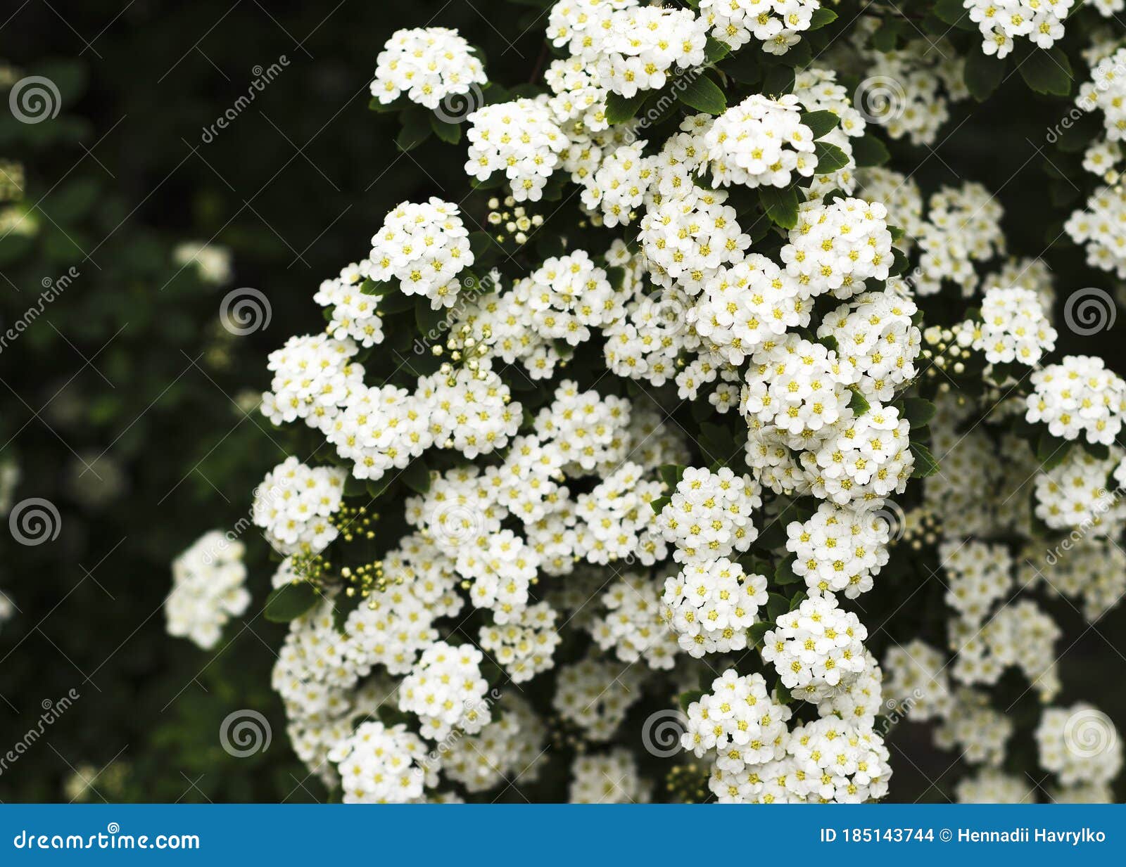 Beautiful Blooming White Spirea Flowers. White Spring Flowers 3 Stock ...