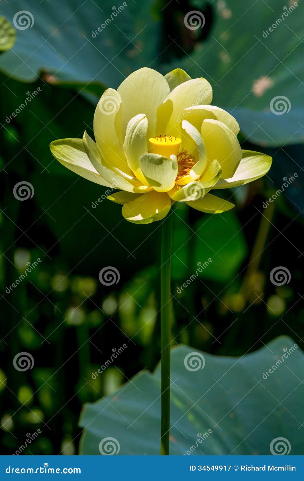 A Beautiful Blooming Yellow Lotus Water Lily Pad Flower Stock Image ... A Beautiful Blooming Yellow Lotus Water Lily Pad Flower Stock Image ...
