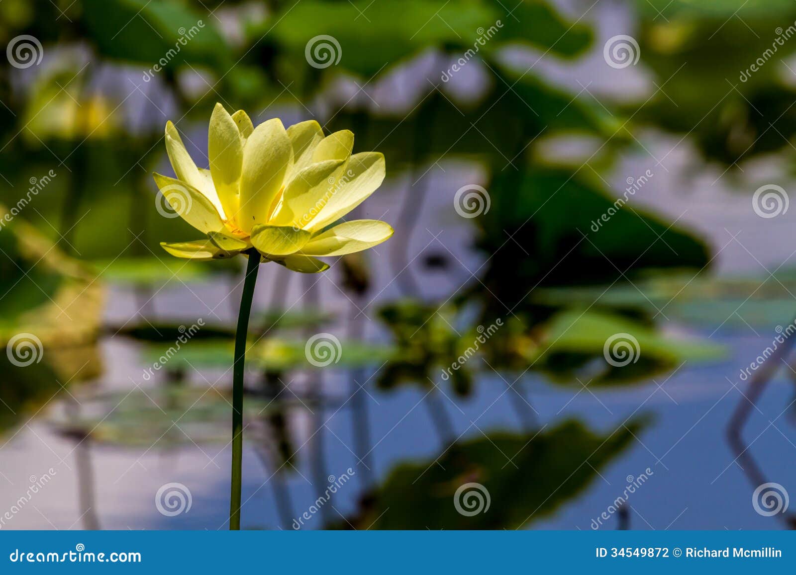 A Beautiful Blooming Yellow Lotus Wildflower Stock Photo - Image of ... A Beautiful Blooming Yellow Lotus Wildflower Stock Photo - Image of ...