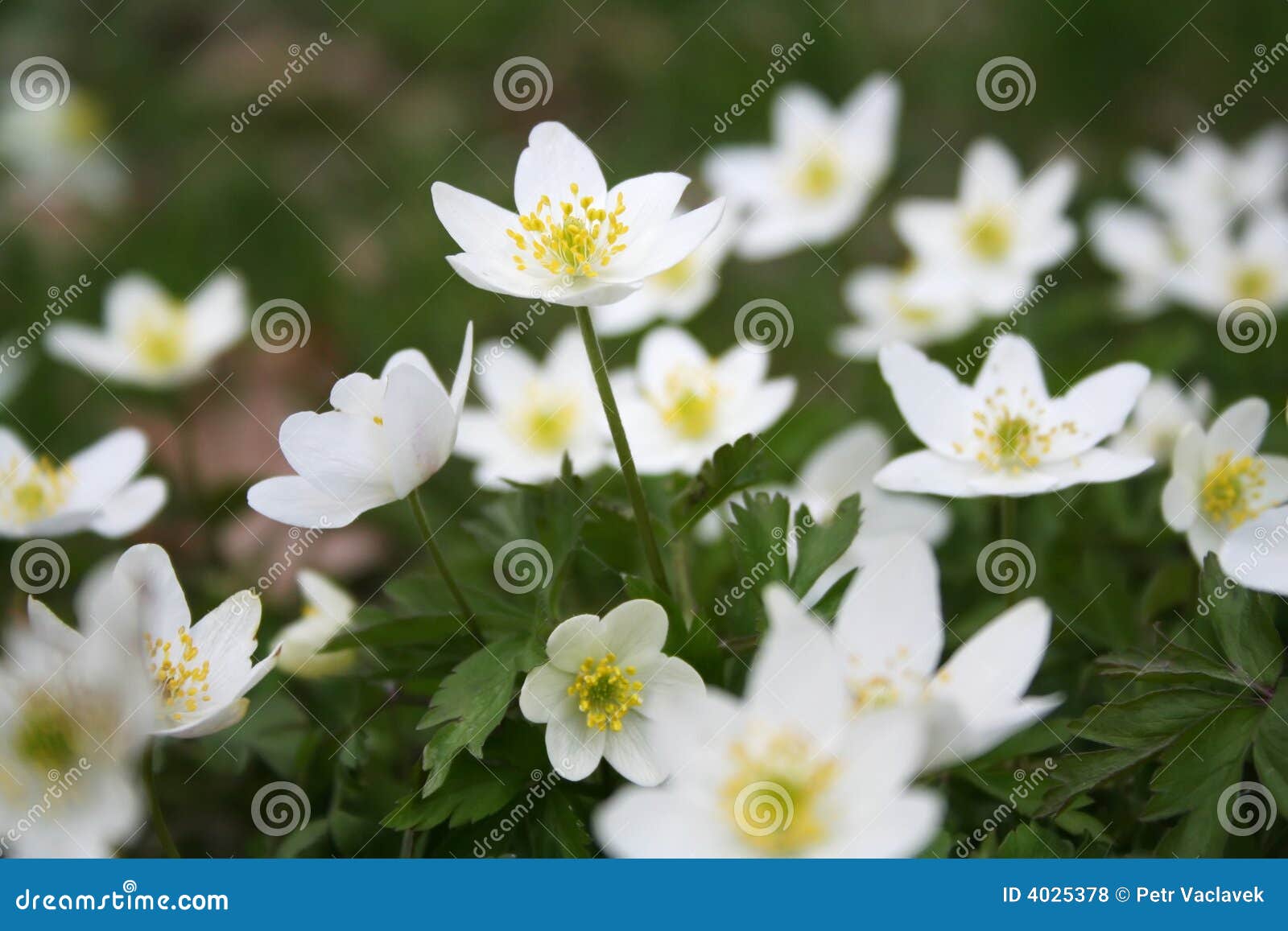 Beautiful blossom flowers stock photo. Image of blossom - 4025378