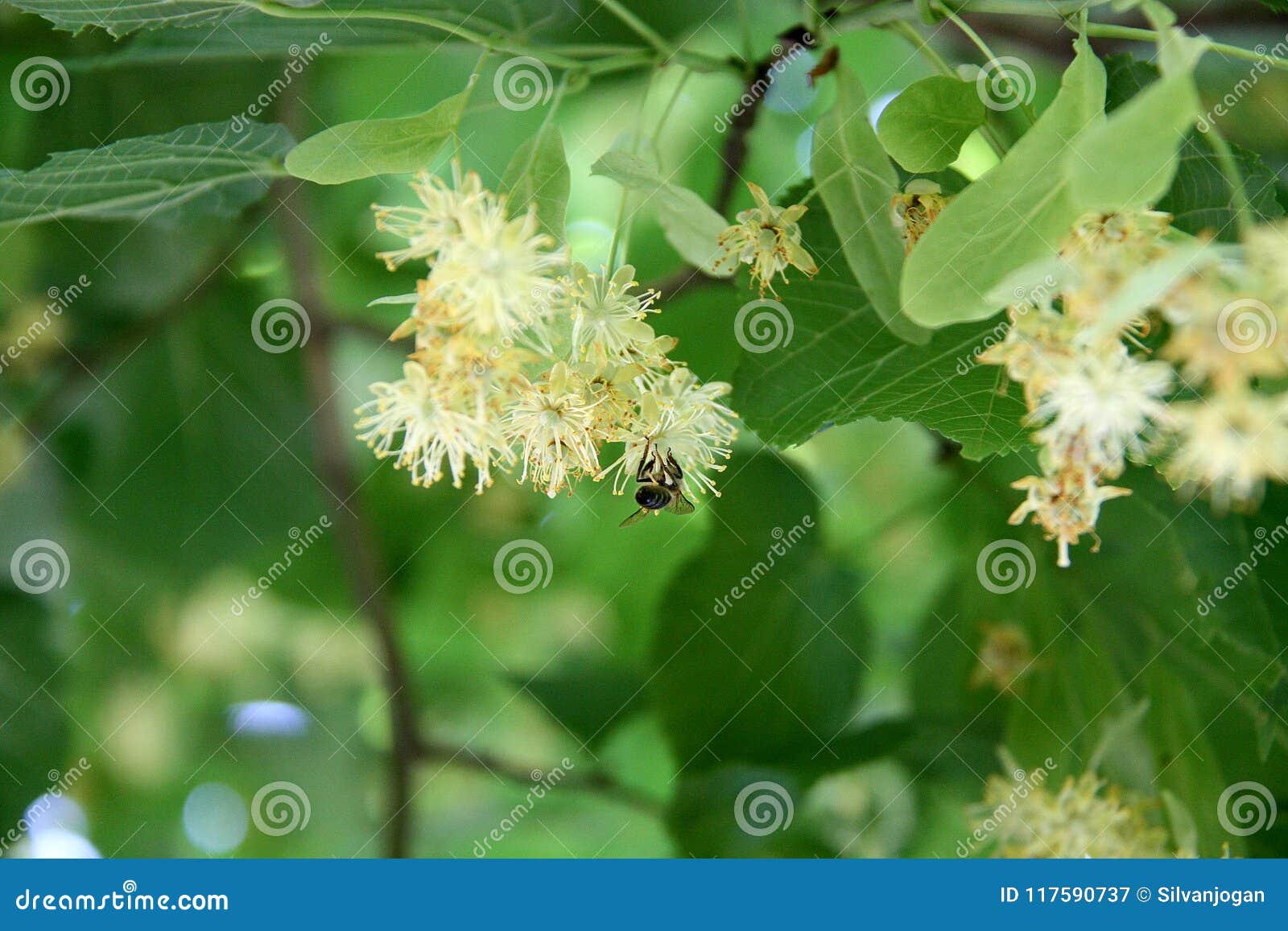 Beautiful Blossom of Lime Tree Stock Image - Image of great, beautiful ...