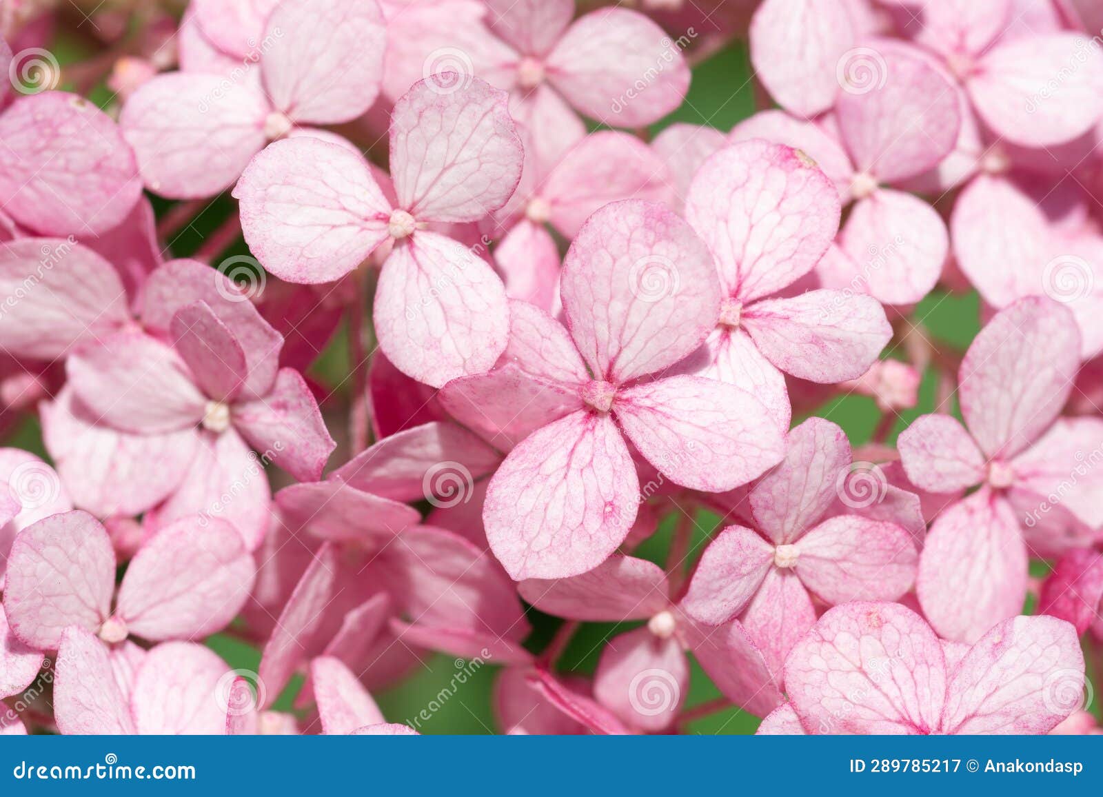 Beautiful Blossom of Soft Pink Hydrangea at Sunny Day. Close Up Stock ...