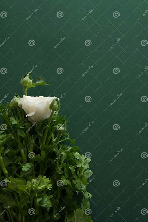 Beautiful Blossom White Flower on Deep Green Background Stock Photo ...