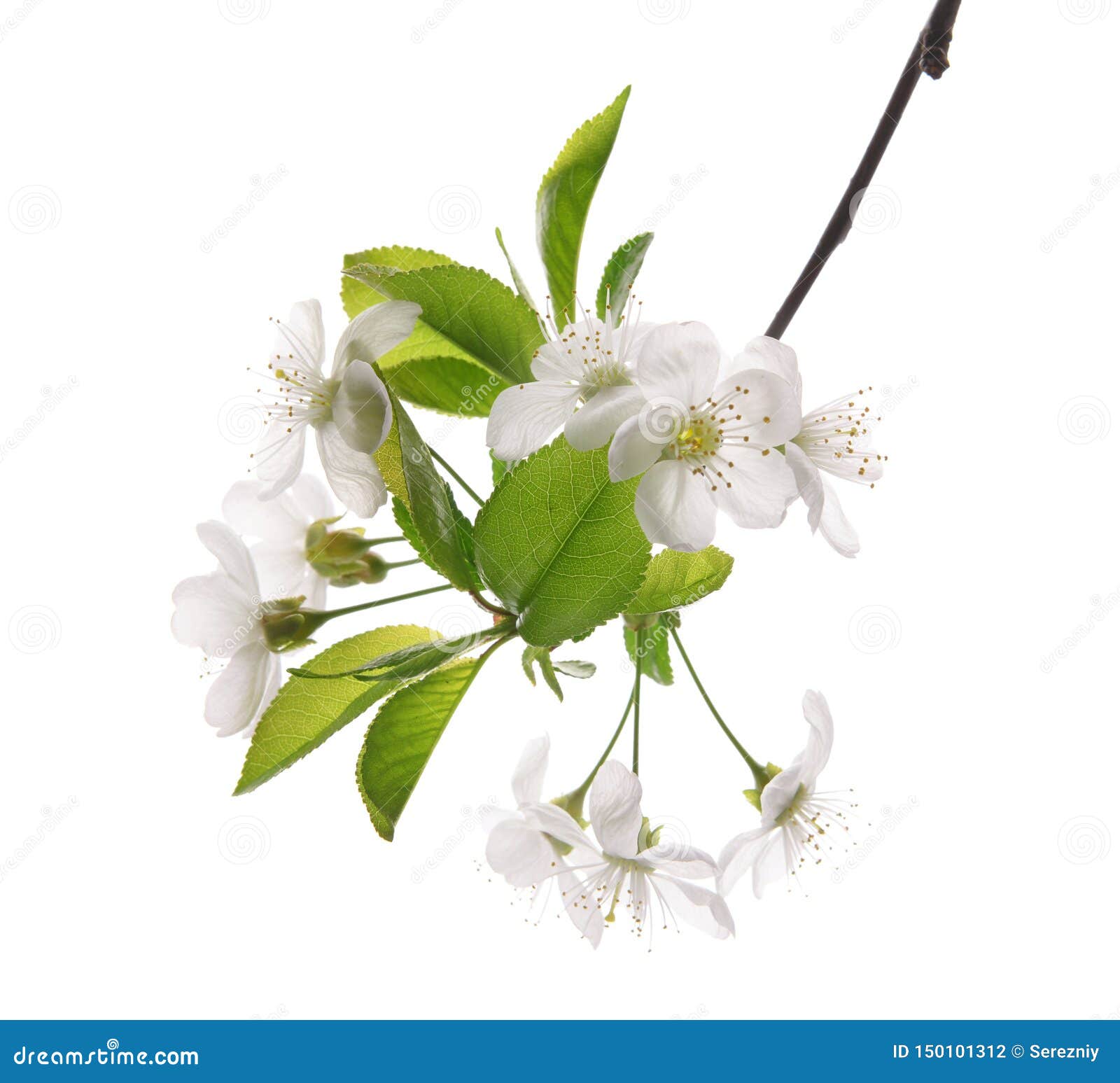 Beautiful Blossoming Branch on White Background Stock Photo - Image of ...