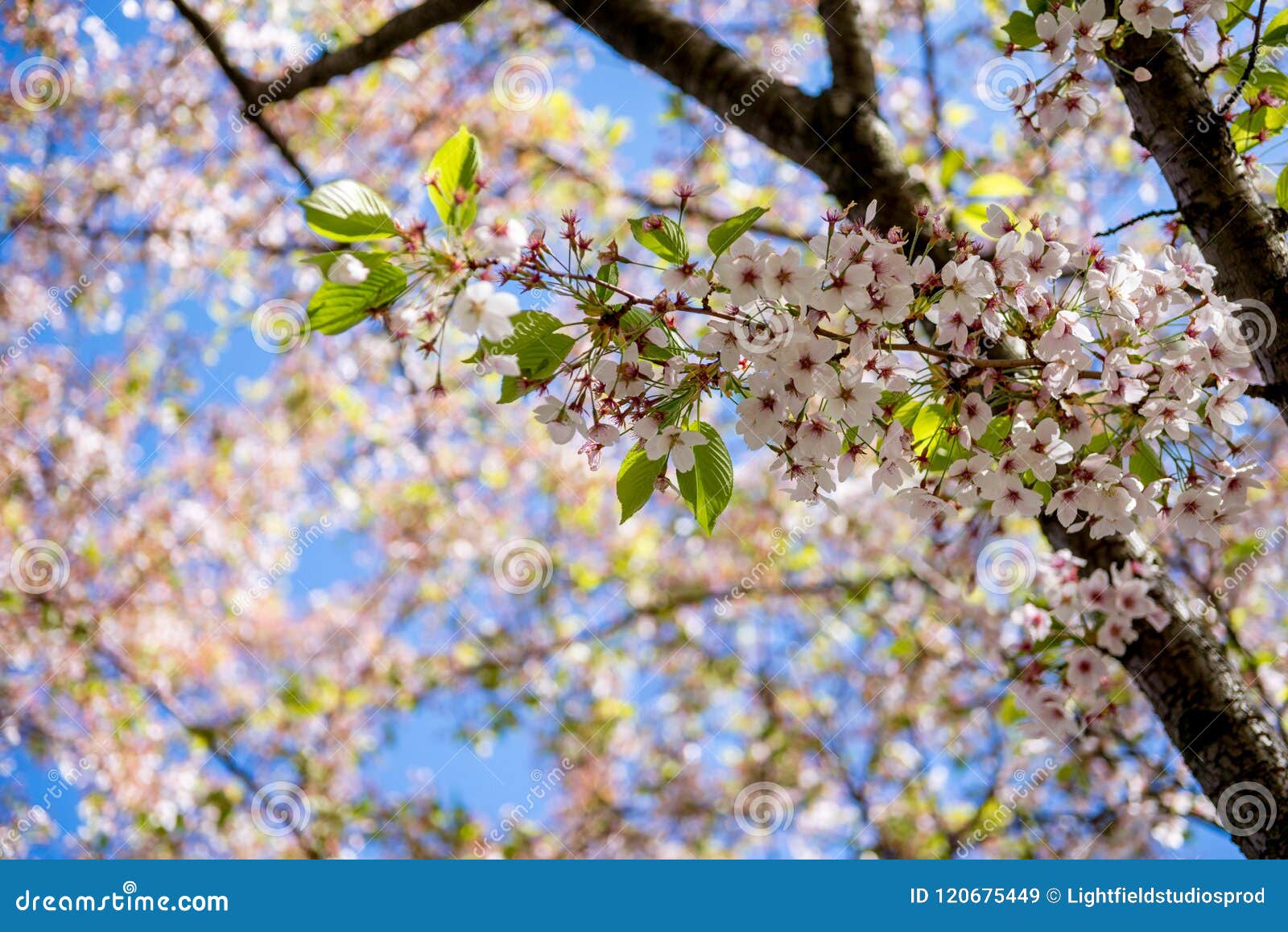 Beautiful Blossoming Cherry Tree Branches Against Blue Sky at Sunny Day ...