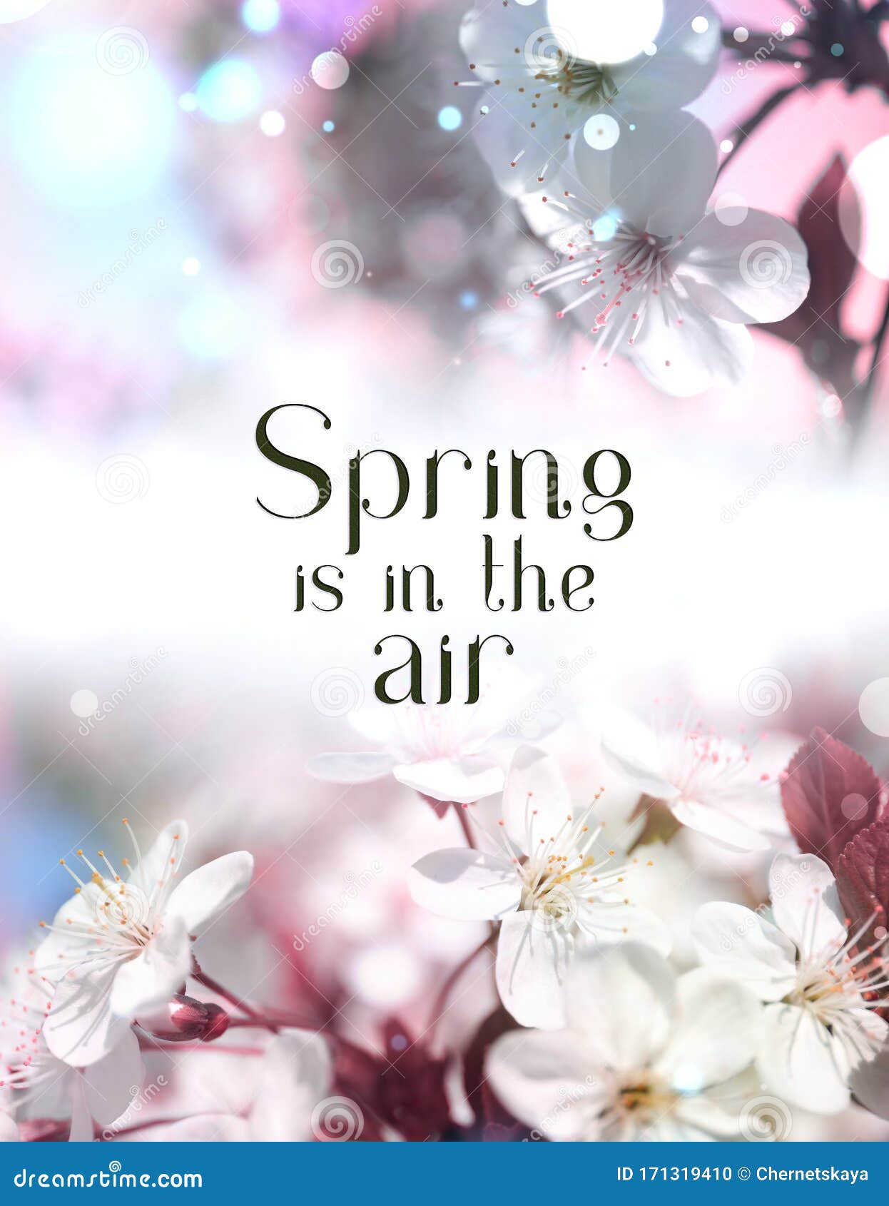 Beautiful Blossoming Cherry Tree. Hello Spring Stock Photo - Image of ...