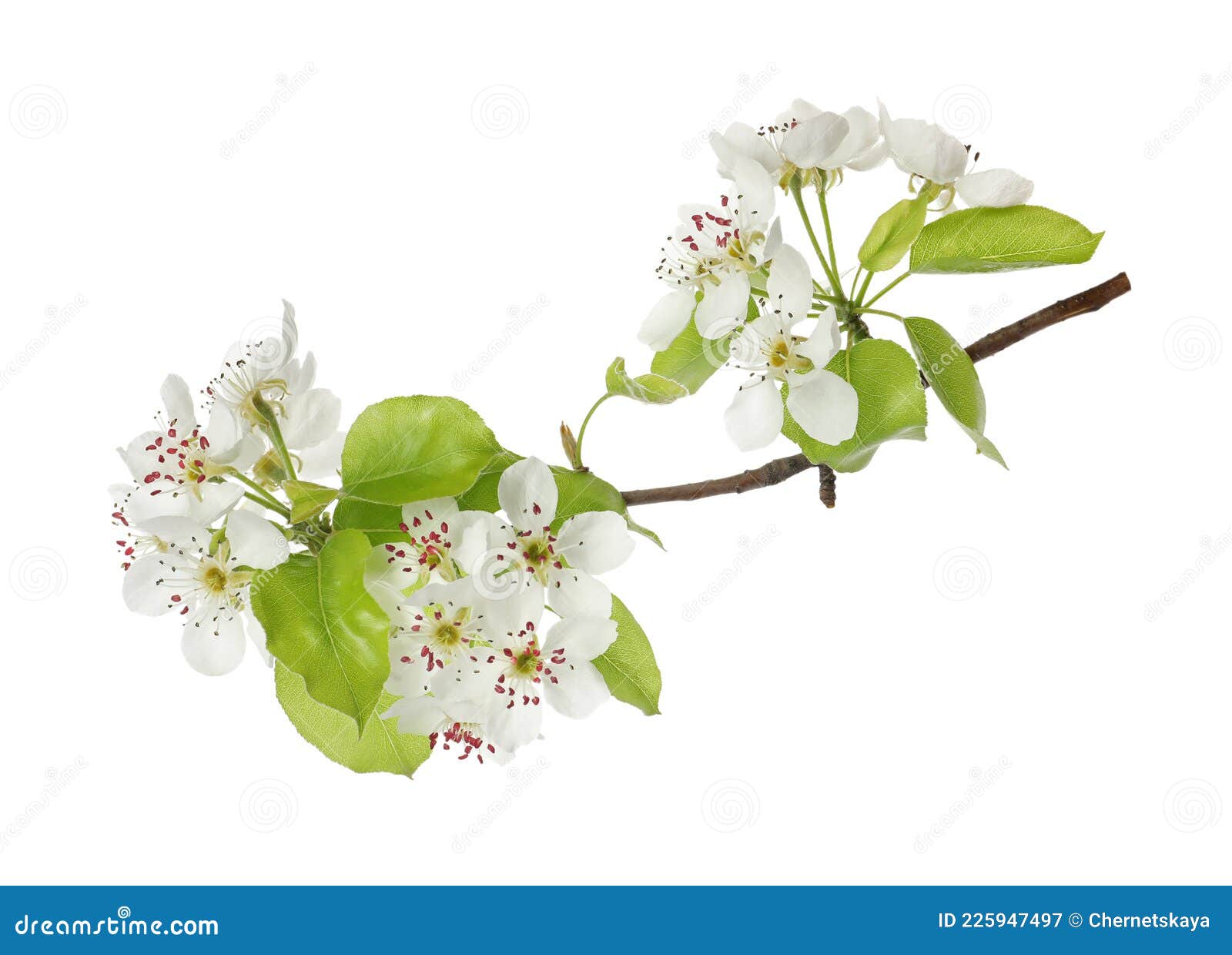 Beautiful Blossoming Pear Tree Branch with Flowers on White Stock Image ...