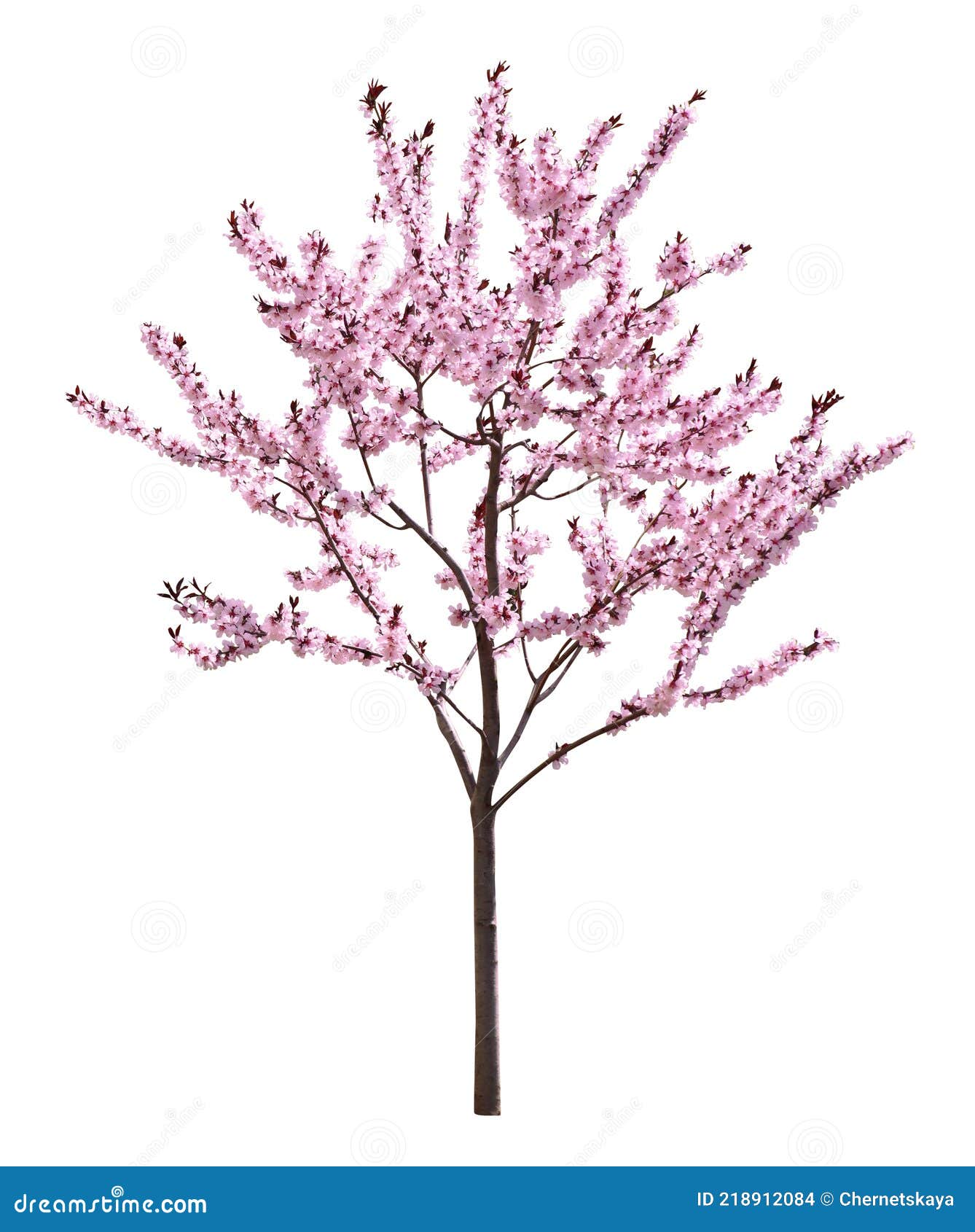 Beautiful Blossoming Sakura Tree on White Background Stock Photo ...