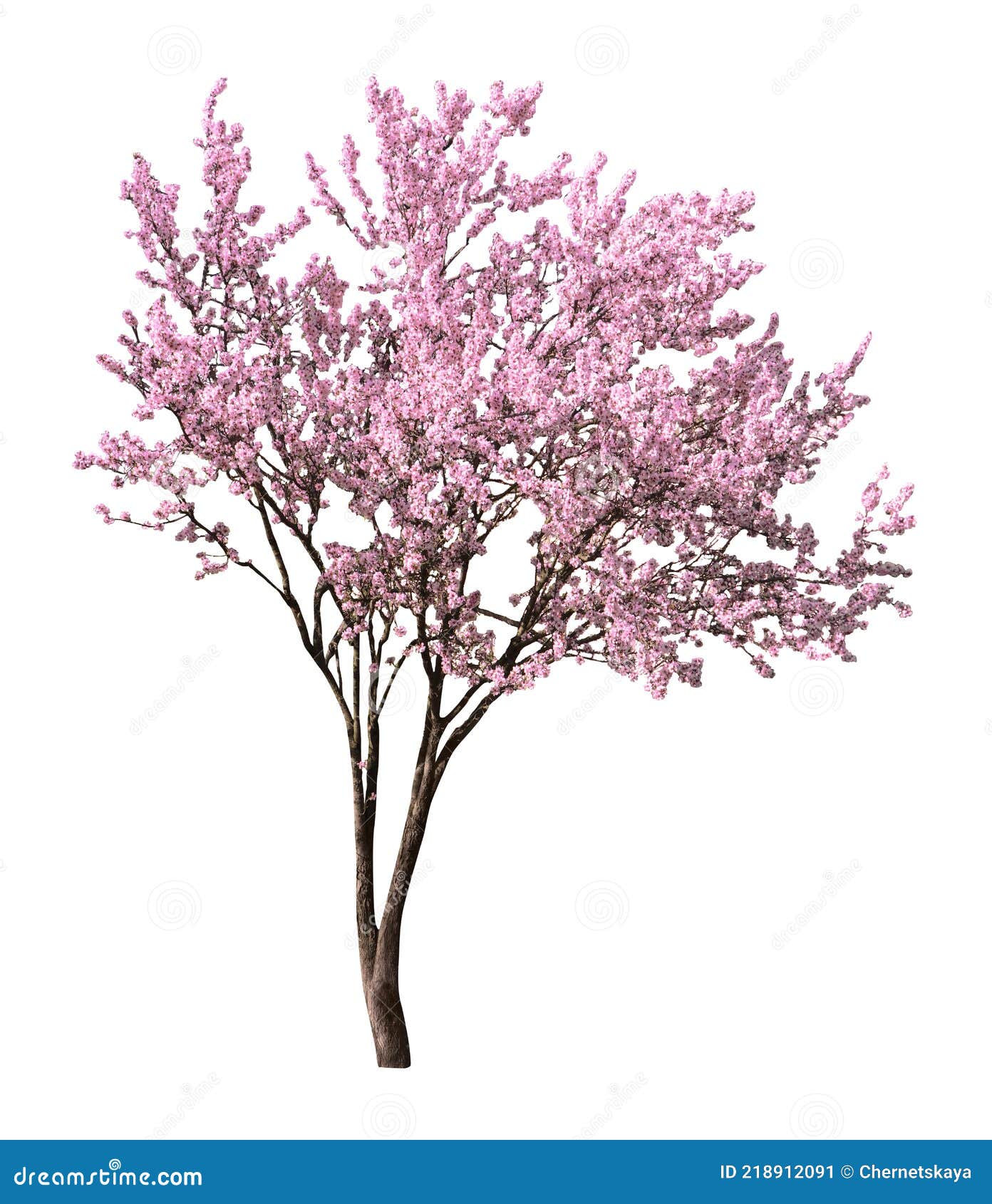 Beautiful Blossoming Sakura Tree on White Background Stock Image ...