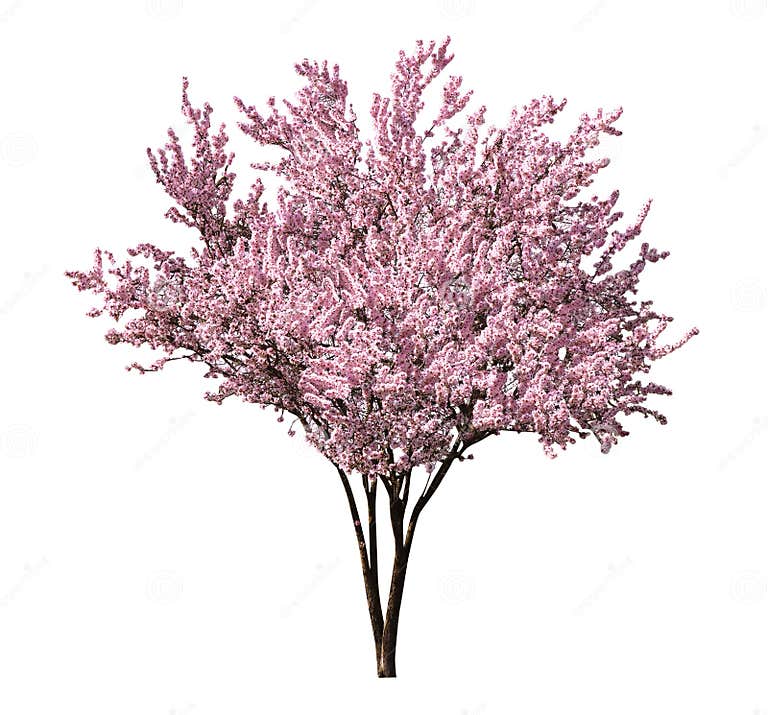 Beautiful Blossoming Sakura Tree on White Background Stock Photo ...