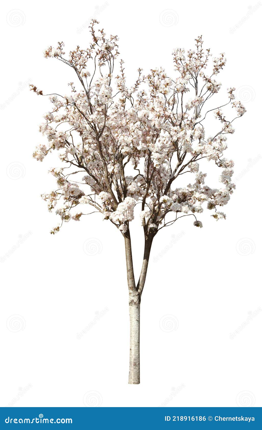 Beautiful Blossoming Sakura Tree on White Background Stock Photo ...