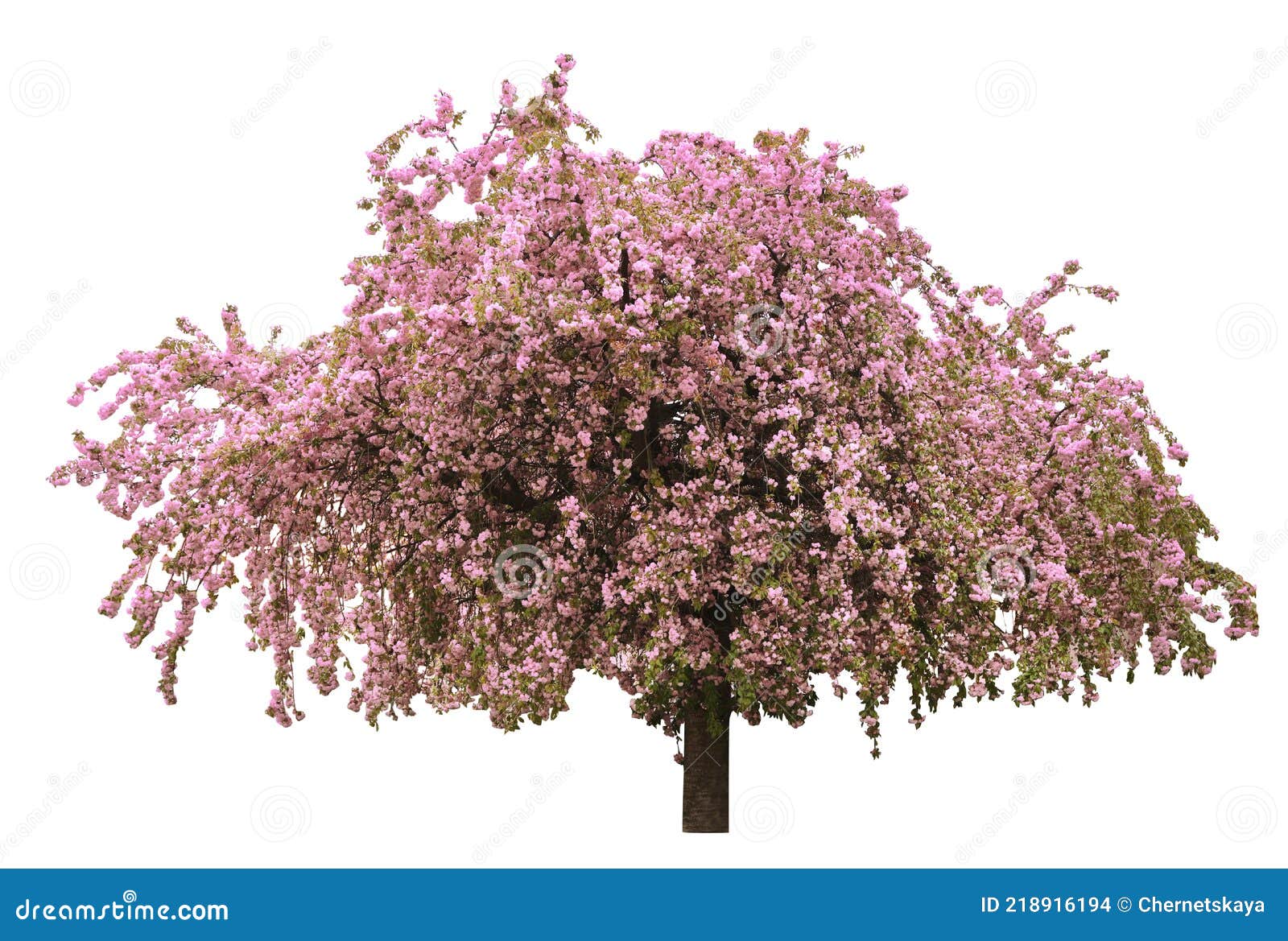 Beautiful Blossoming Sakura Tree on White Background Stock Photo ...