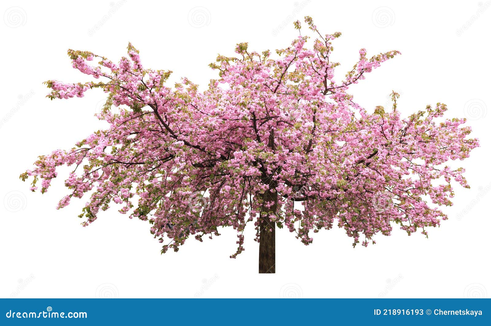 Beautiful Blossoming Sakura Tree on White Background. Banner Design ...