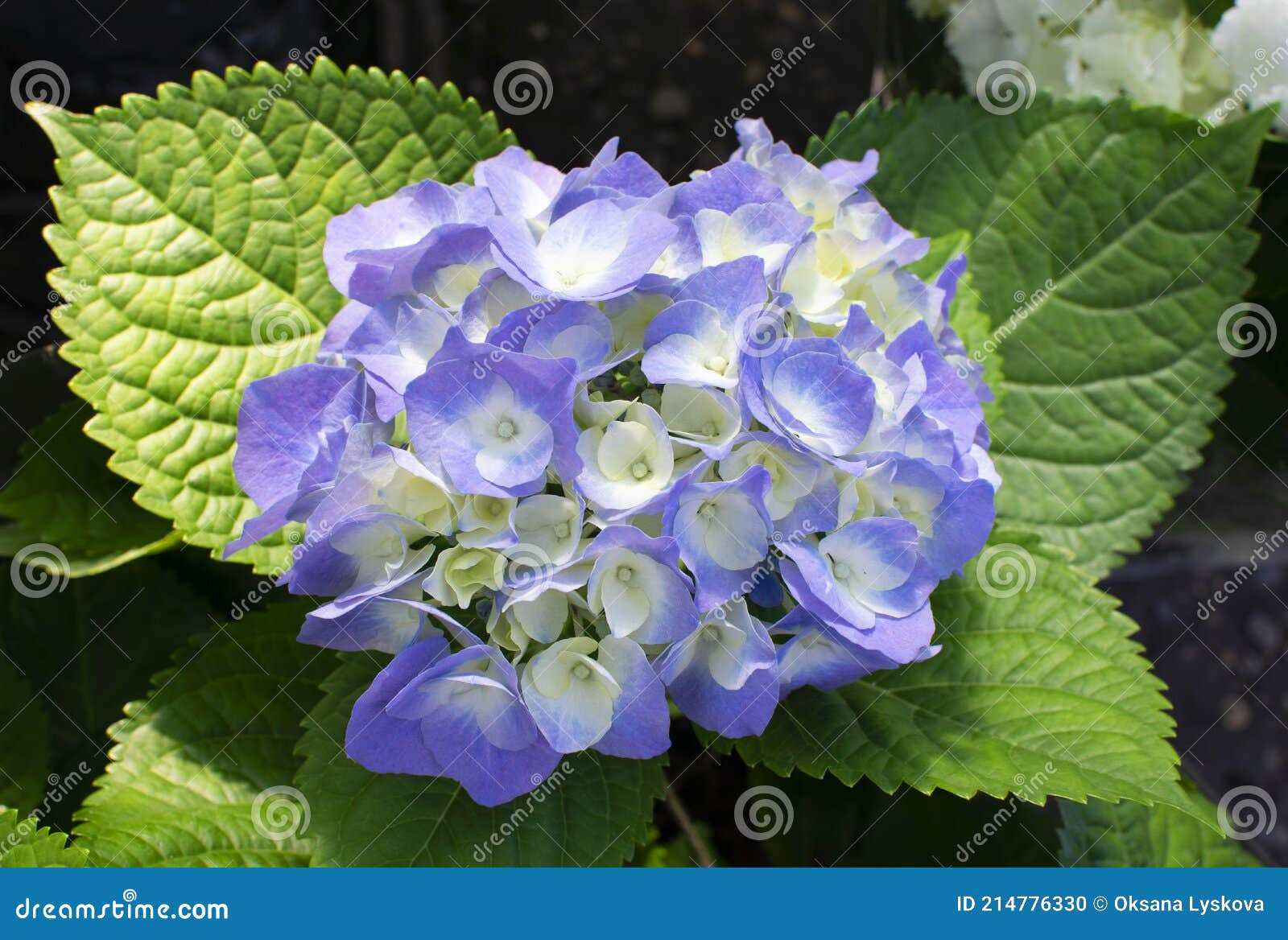 Beautiful Blossoming Tender Blue Hydrangea Flowers Texture, Close Up ...