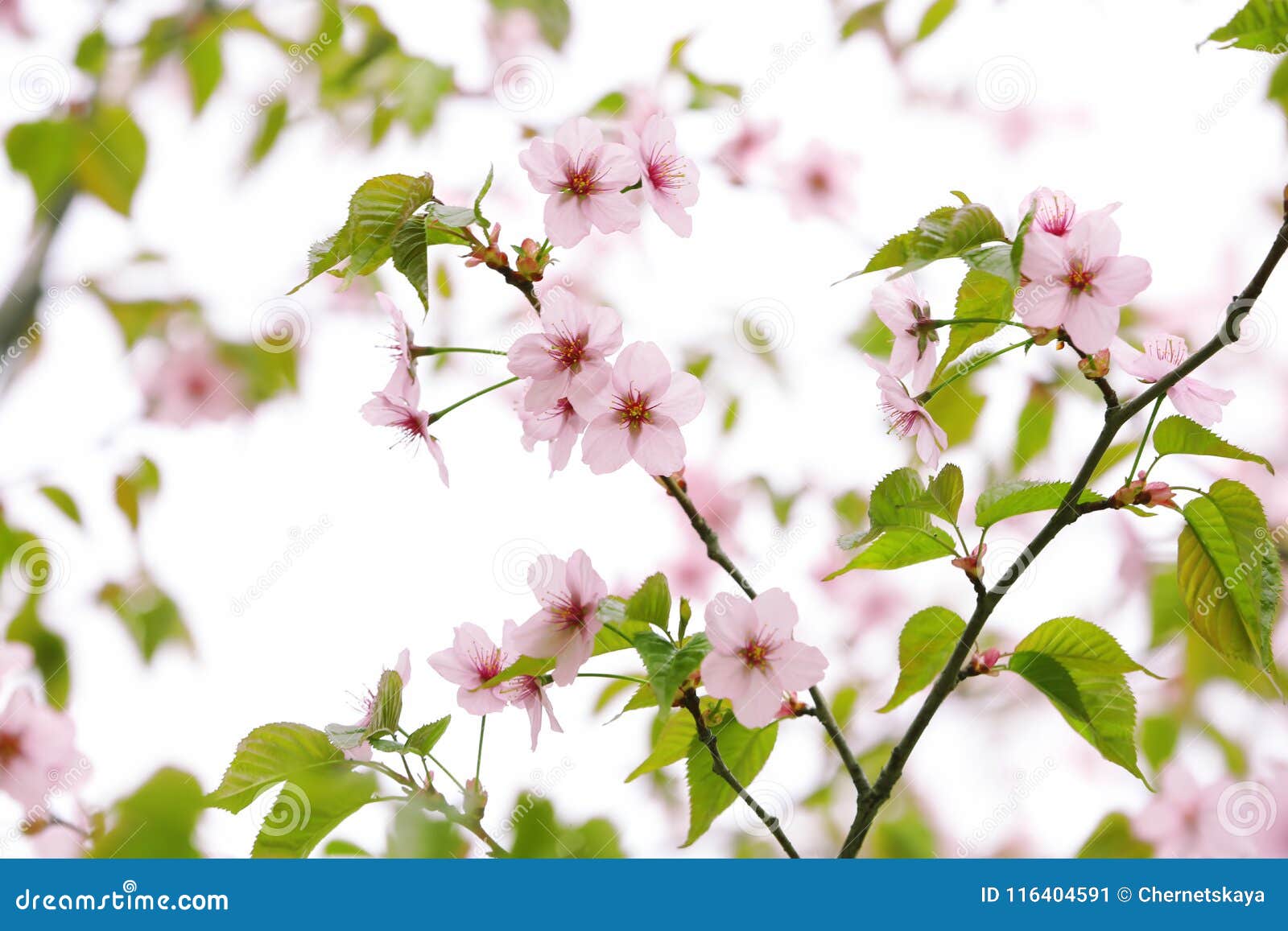 Beautiful Blossoming Tree Branch Stock Image - Image of decor, nature ...