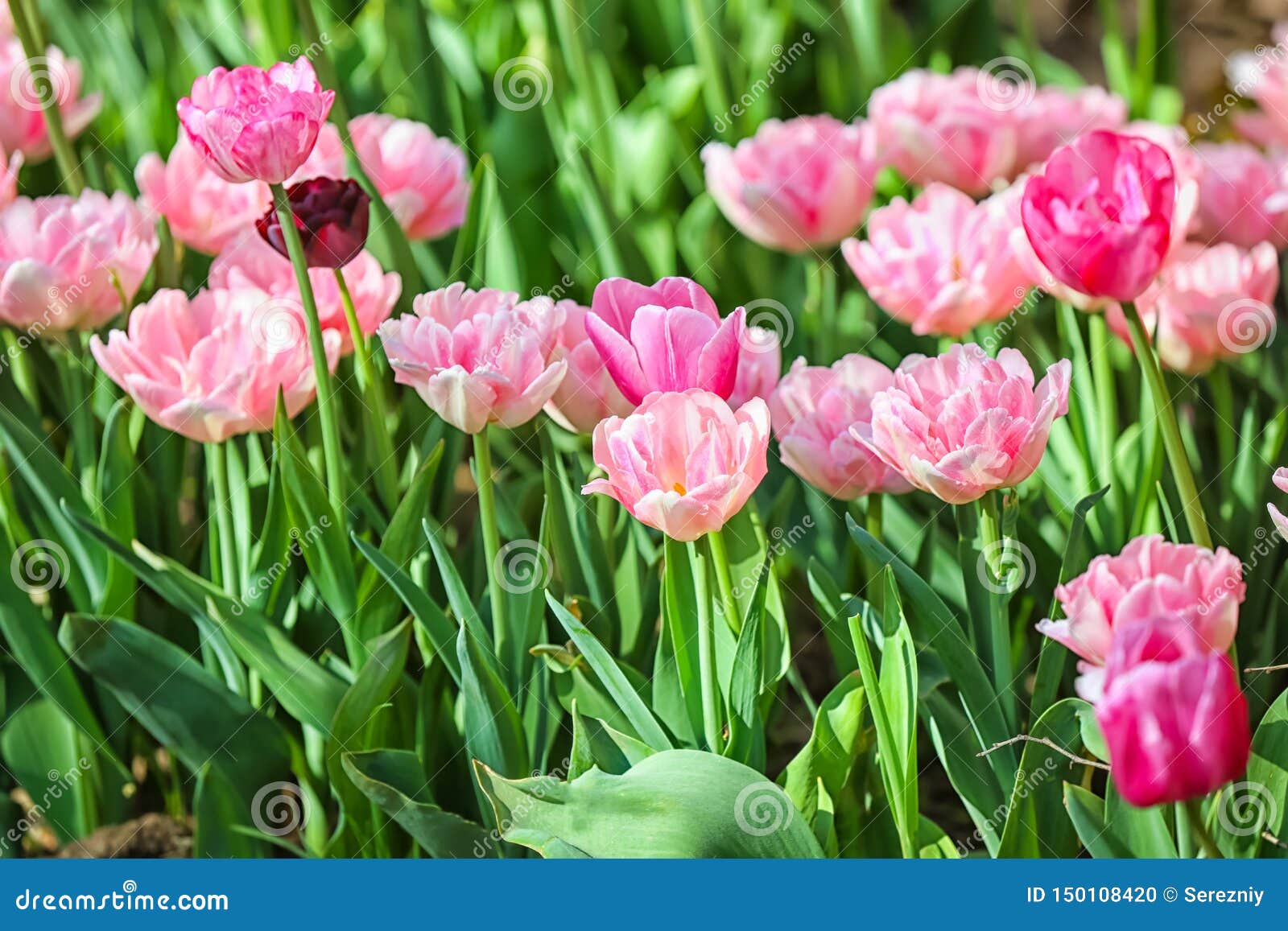 Beautiful Blossoming Tulips Outdoors Stock Photo - Image of outdoors ...