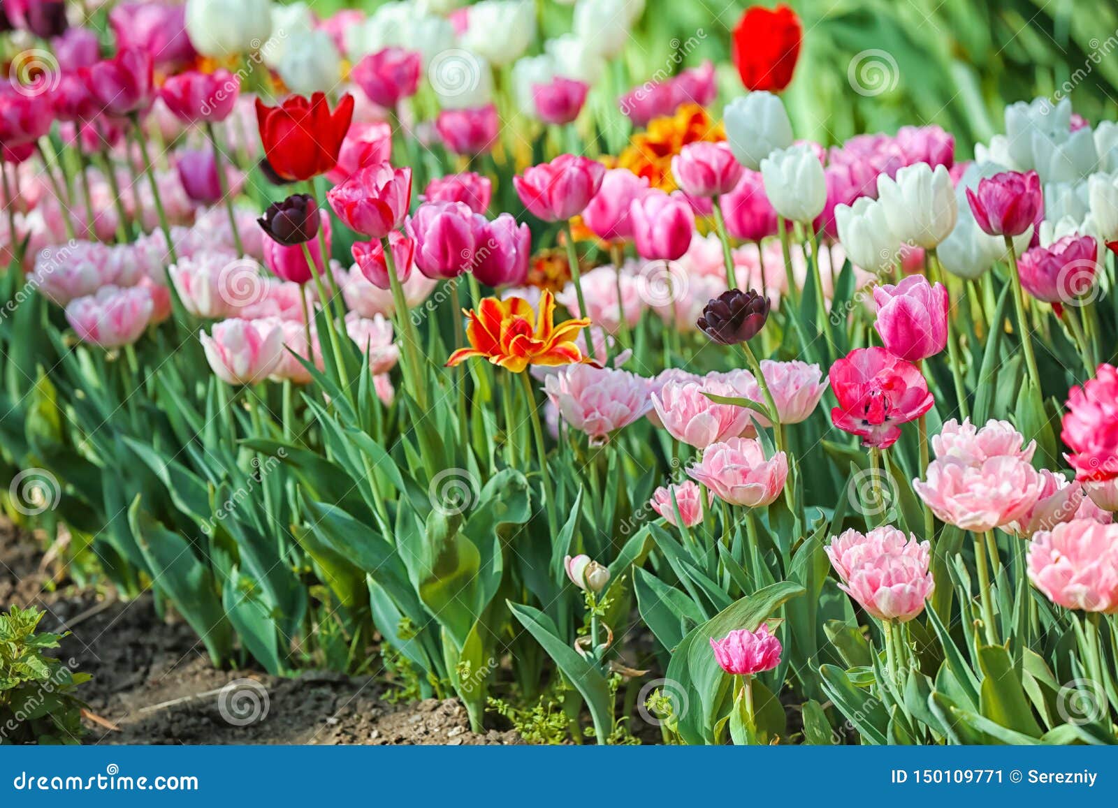 Beautiful Blossoming Tulips Outdoors Stock Image - Image of blossoming ...