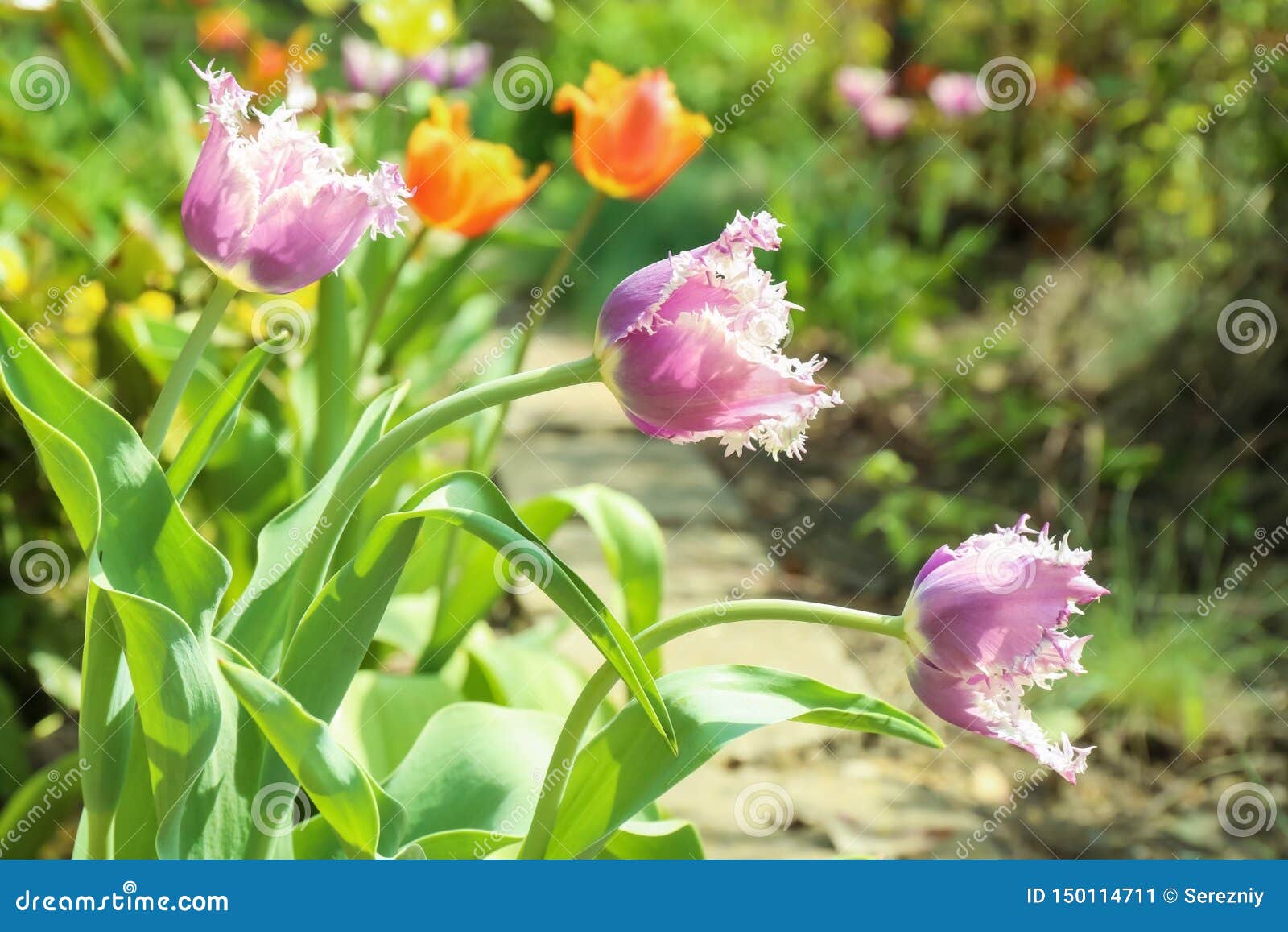 Beautiful Blossoming Tulips on Sunny Spring Day Outdoors Stock Image ...