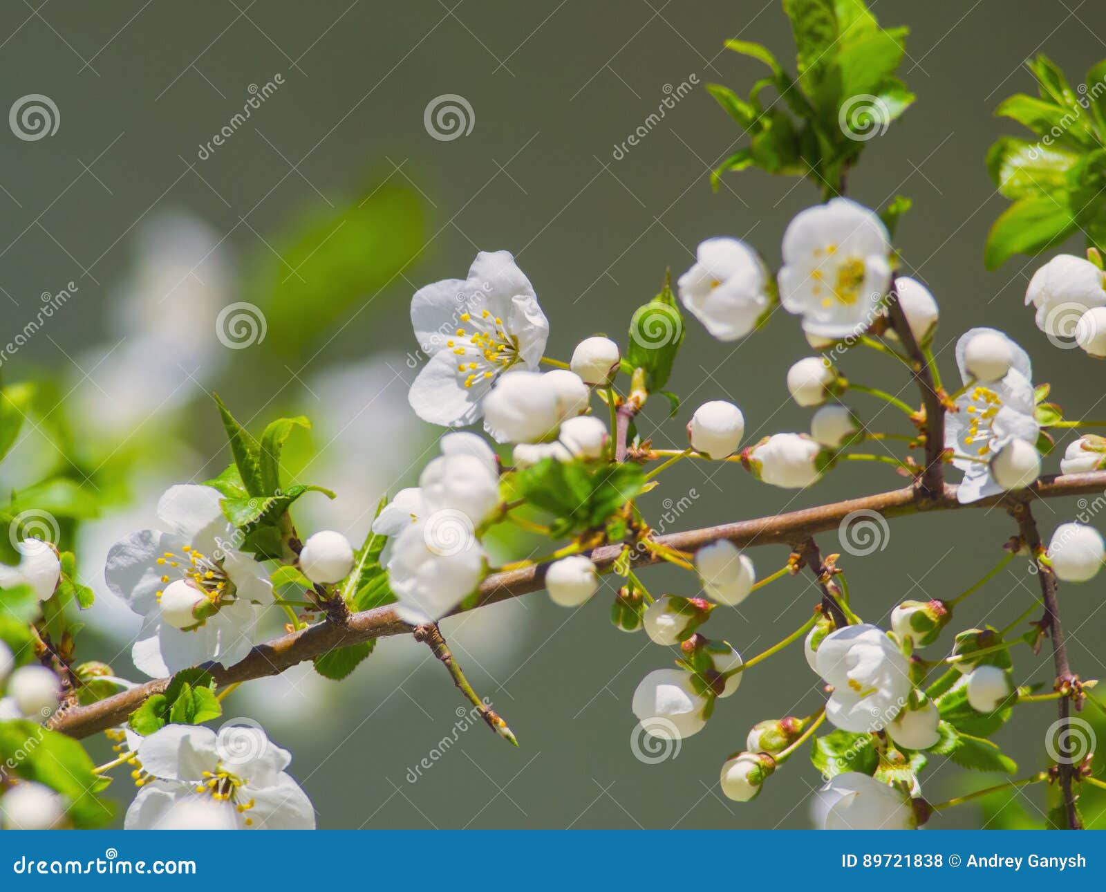 Beautiful Blossoming White Flowers Tree Close-up Stock Photo - Image of ...