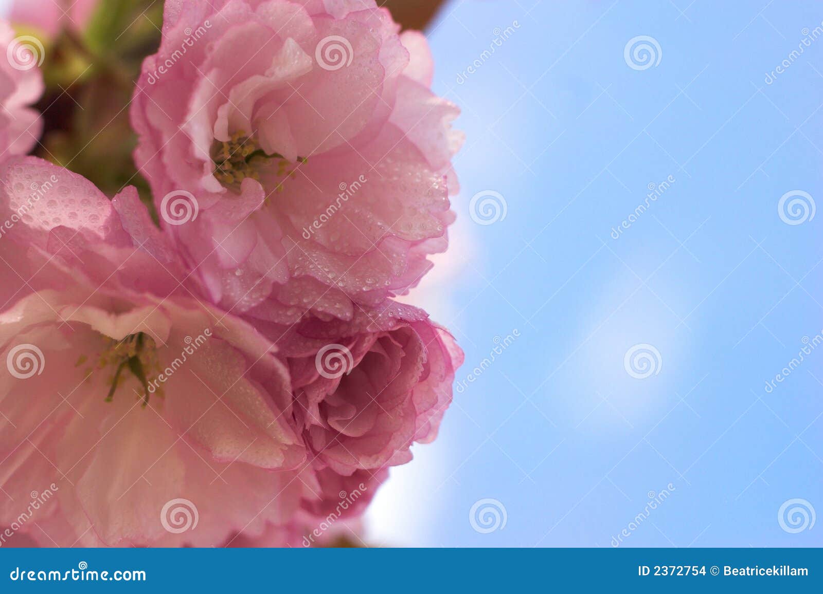 Beautiful Blossoms stock photo. Image of season, blooming - 2372754