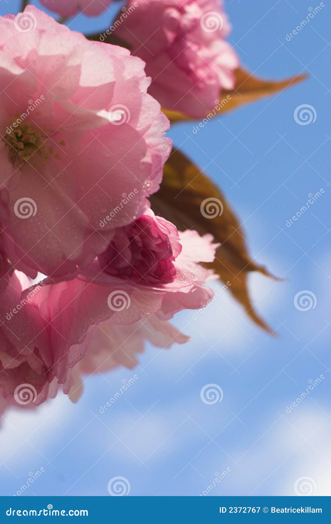 Beautiful Blossoms stock image. Image of budding, sunshine - 2372767