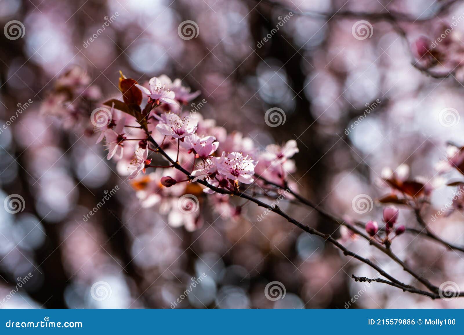 Beautiful Blossoms of an Ornamental Cherry Tree, Branch of an ...