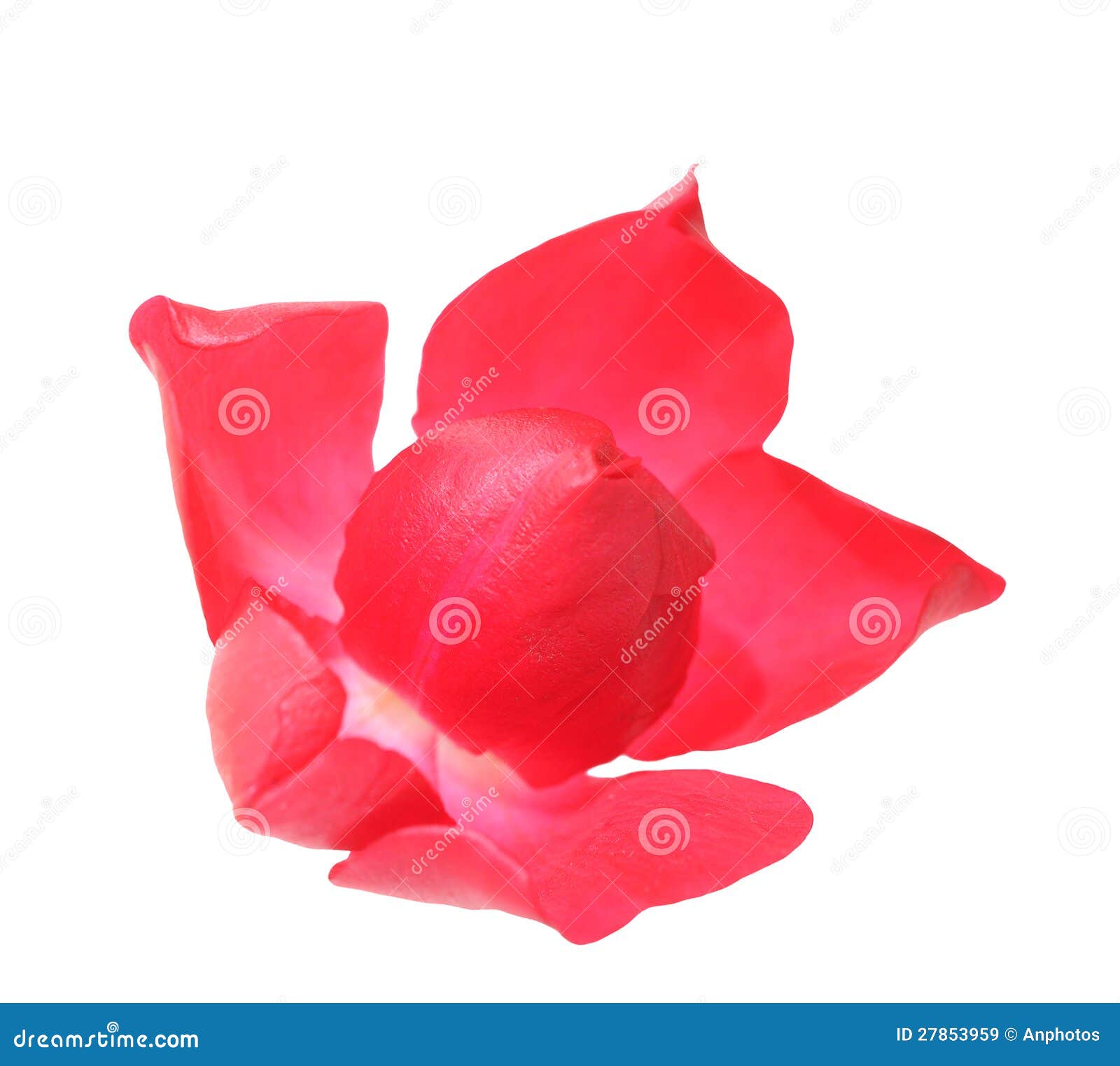 Beautiful blowing rose stock image. Image of nature, blow - 27853959