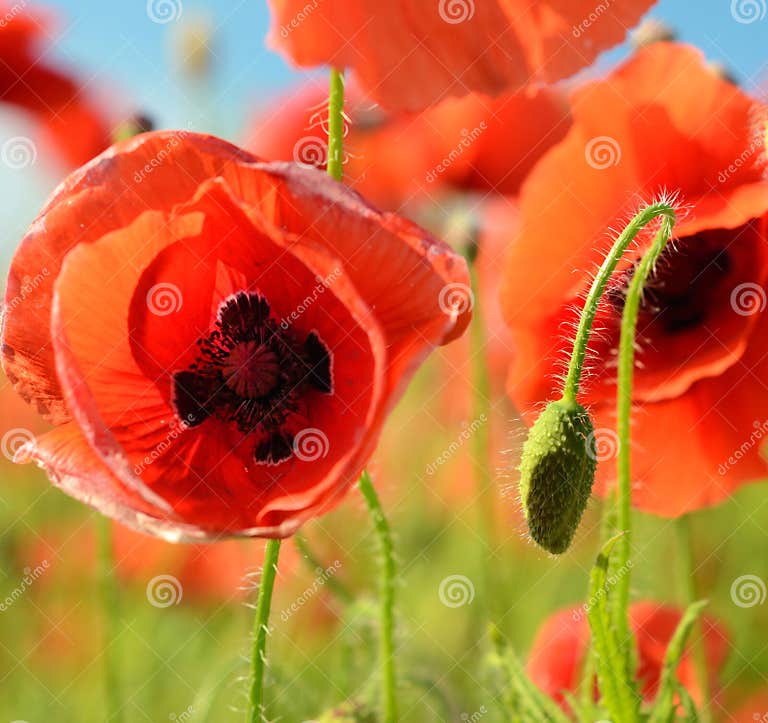 Beautiful Blown Bud Poppy And Poppy Close Up Middle Of A Field O Stock