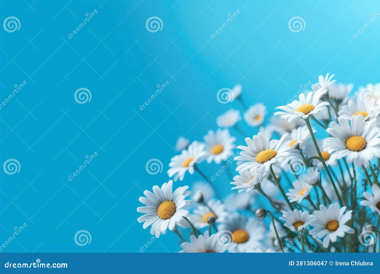 Beautiful Blue Background with White Daisies. Generative AI Stock ...