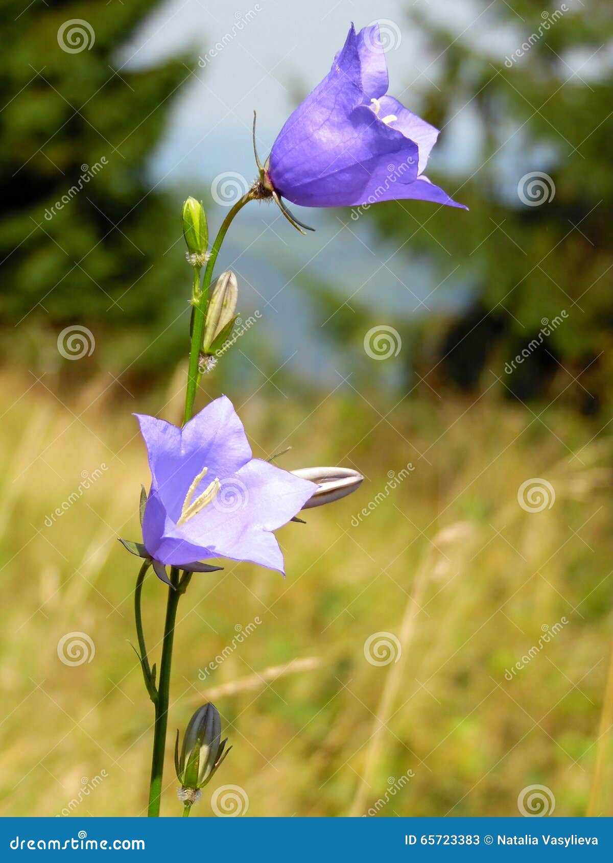 Beautiful blue bell-flower stock image. Image of landscape - 65723383