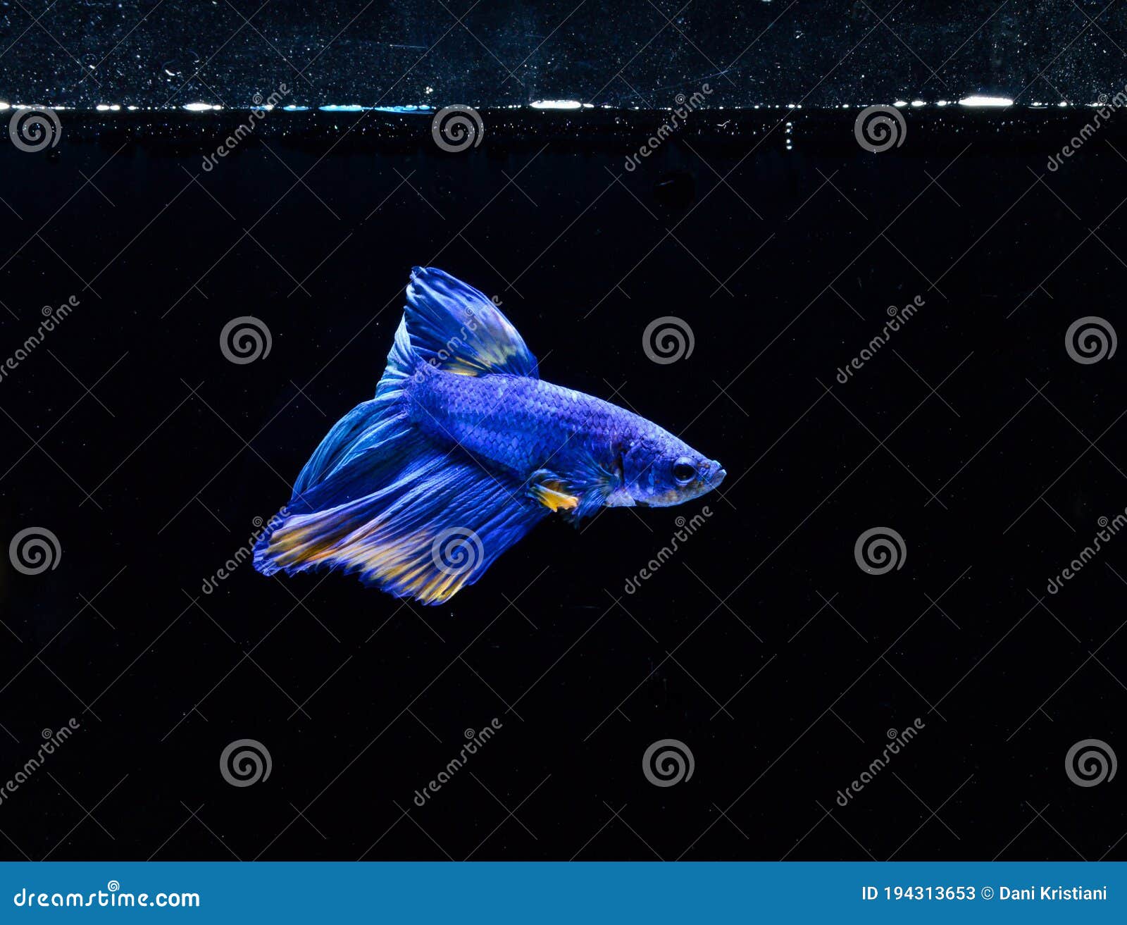 Beautiful Betta Fish Swims in Aquarium Stock Image - Image of cute ...