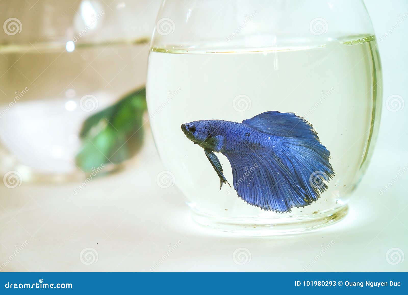 Beautiful Blue Betta Fish in Tank Stock Image - Image of beautiful ...