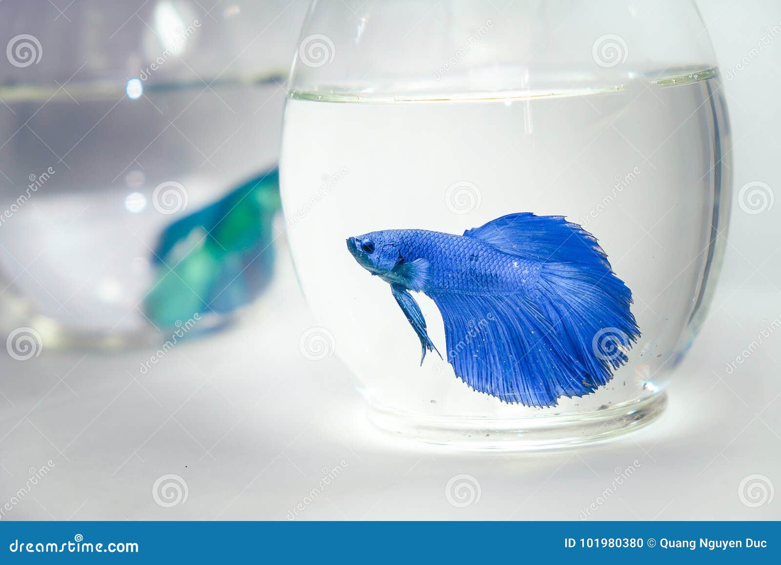 Fighter Fish Bowl