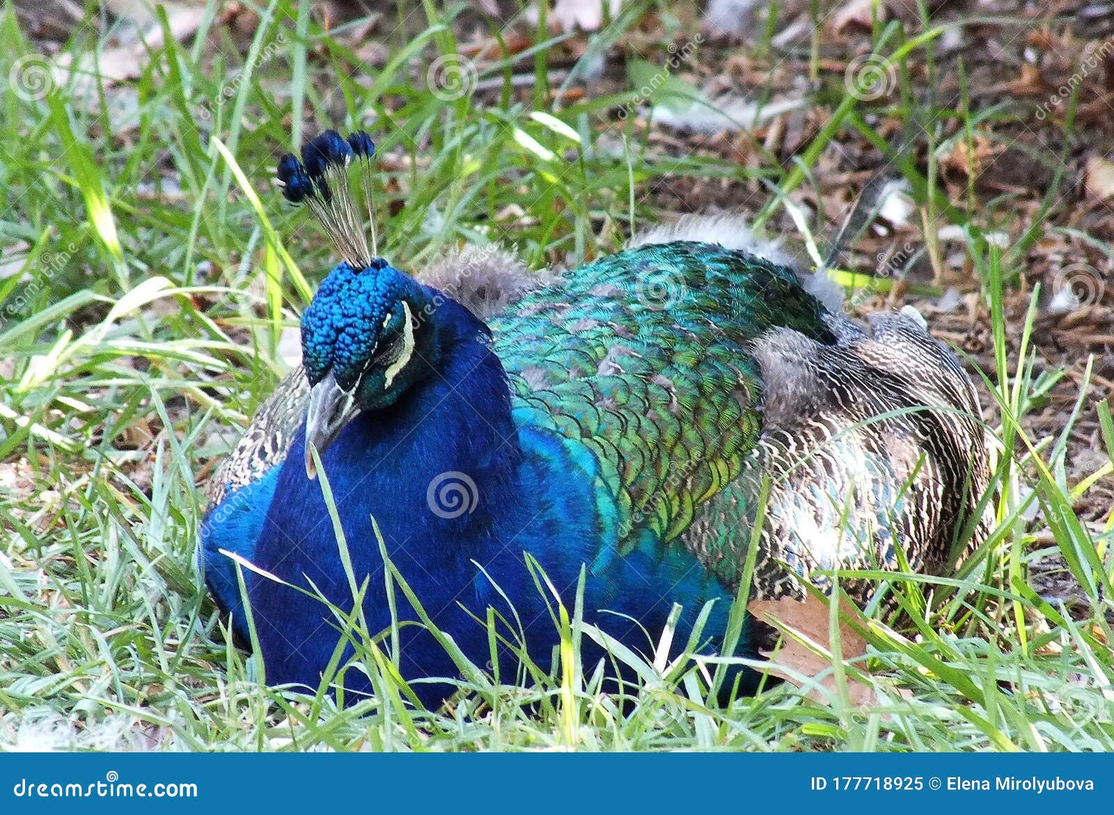 Beautiful Blue Bird Sitting on the Ground Stock Image - Image of bird ...
