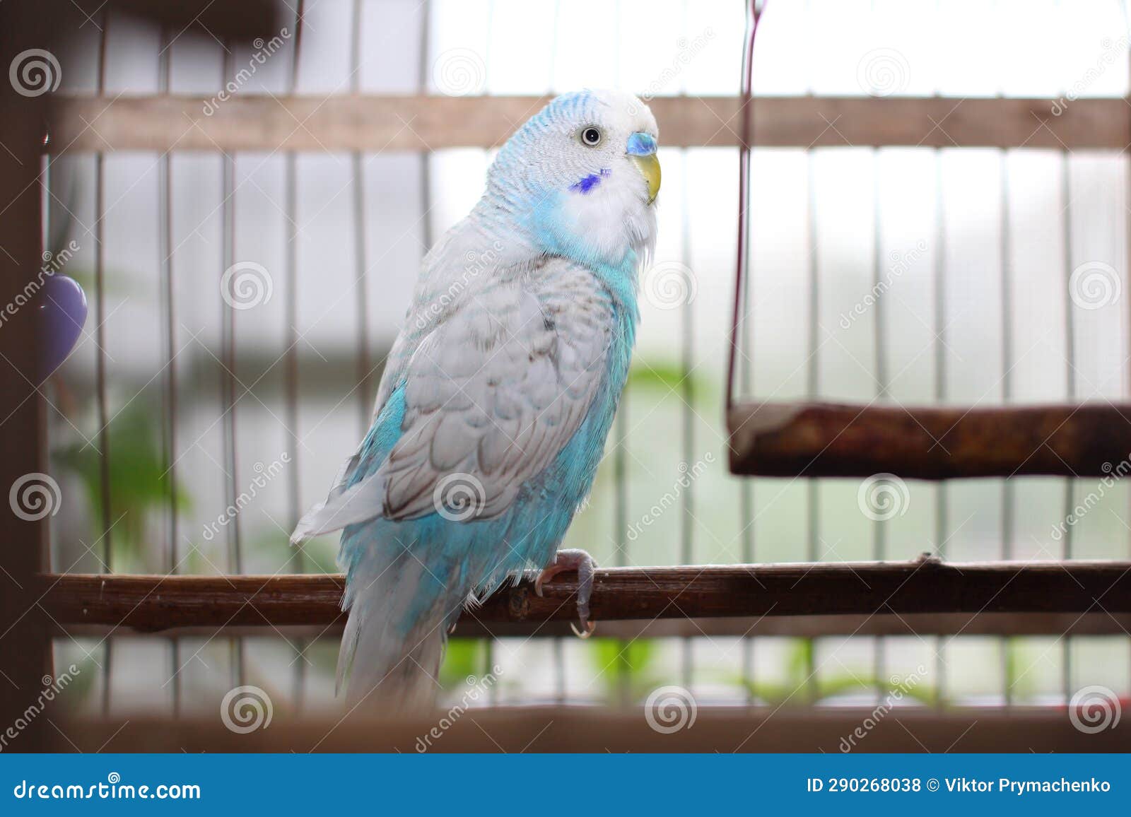 Budgie Leg Of Parrot Was Broken, Broken Bird`s Foot Was Treated By ...