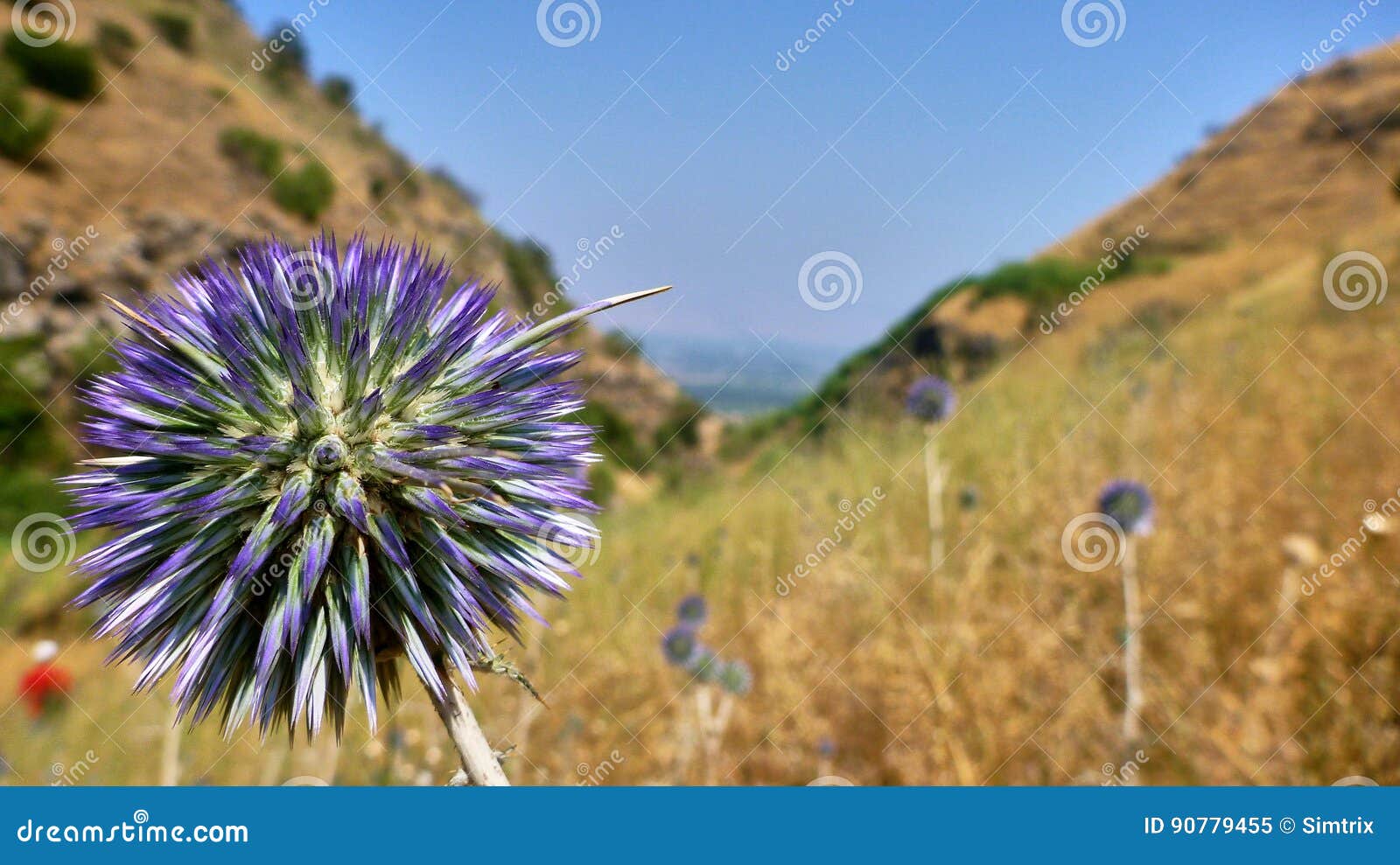 Beautiful Blue Bur in the Desert. Stock Image - Image of israel, sand ...