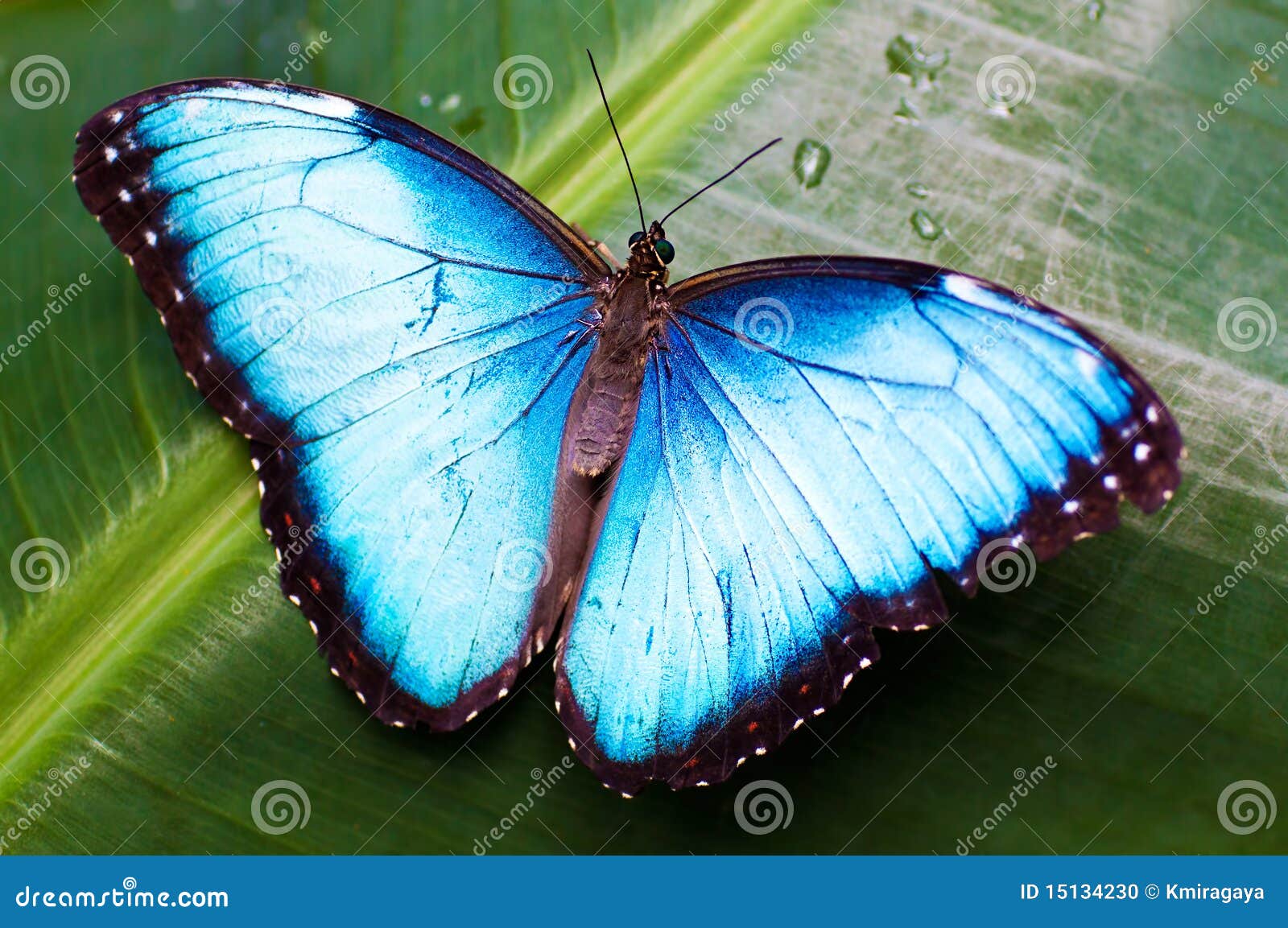 Beautiful blue butterfly stock photo. Image of pretty - 15134230