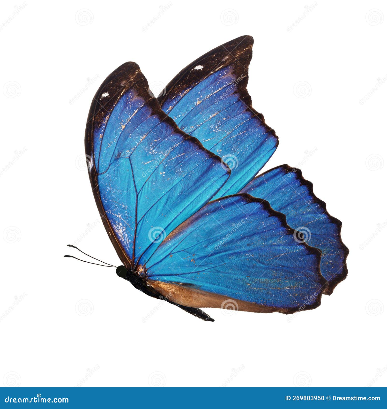 Beautiful blue butterfly stock photo. Image of wing - 269803950