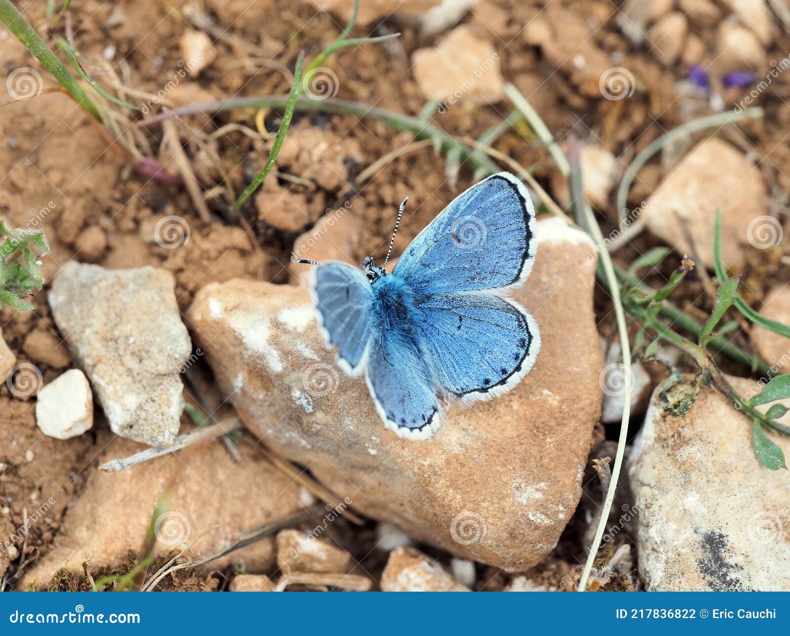 Beautiful Blue Butterfly in Greece in Spring Stock Photo - Image of ...