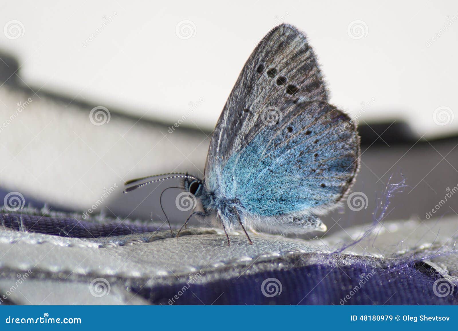 Beautiful Blue Butterfly Insect Bright Close-up on White Stock Image ...