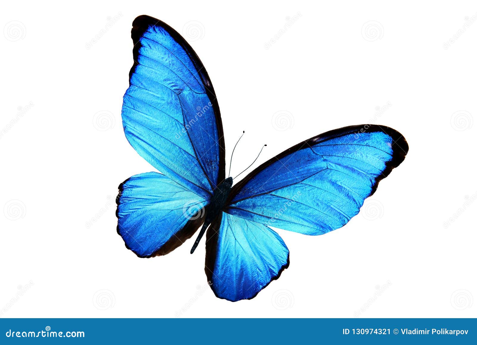 Beautiful Blue Butterfly Amazon.com: LiveGallery 72 PCS Removable 3D