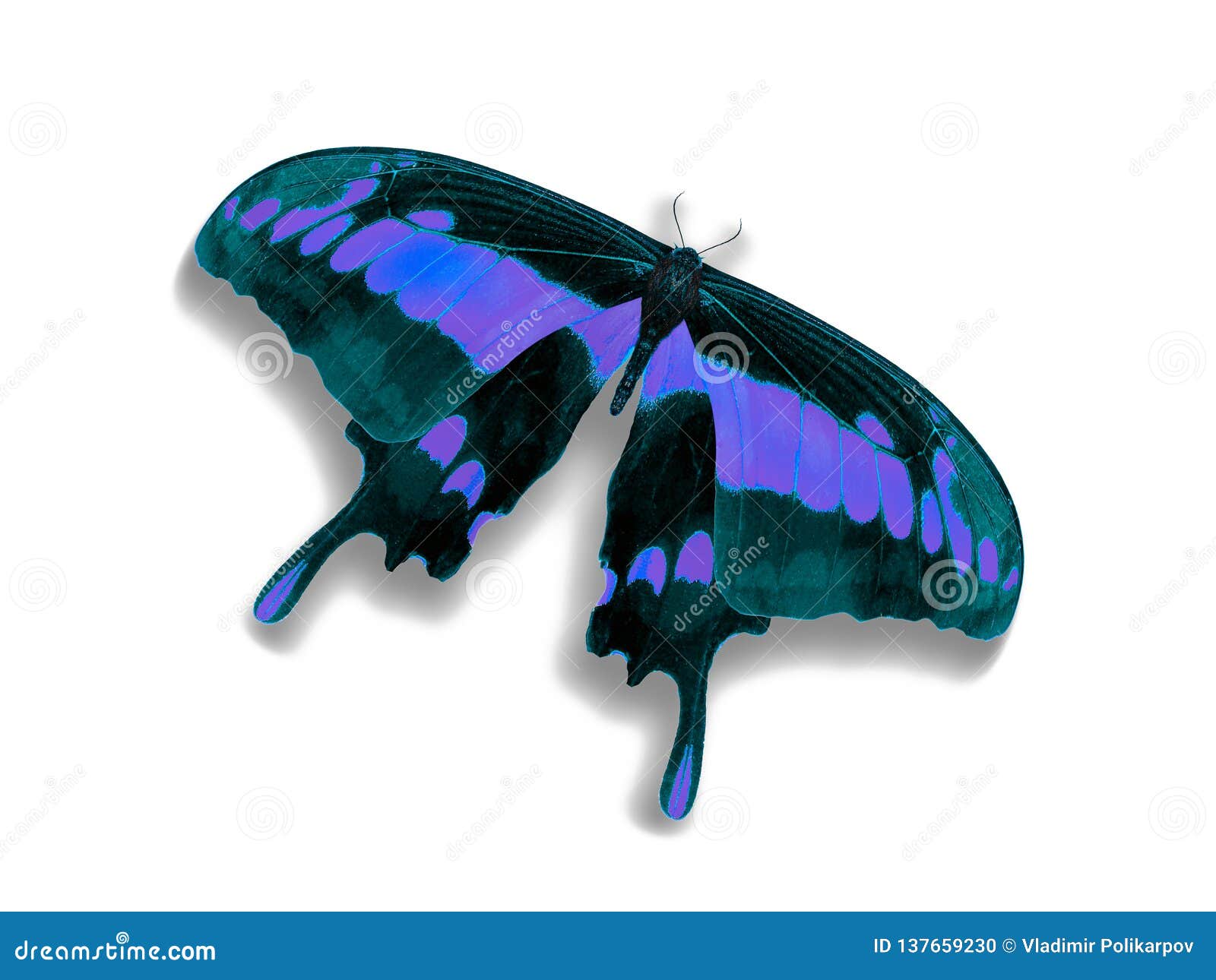 Beautiful Blue Butterfly with Shadow Isolated on White Background Stock ...